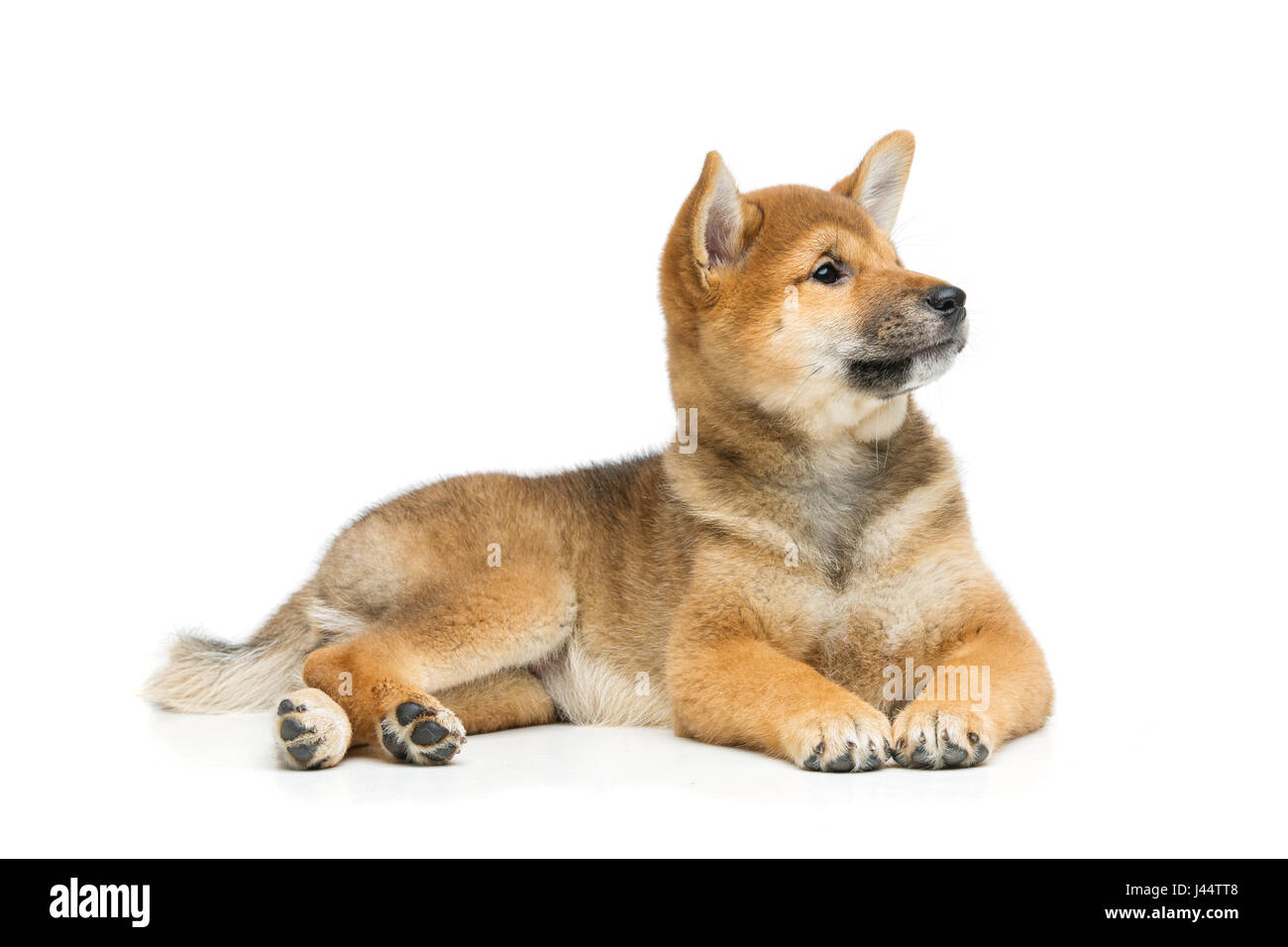 Beautiful brown japanese shiba inu puppy dog lying. Isolated on white ...