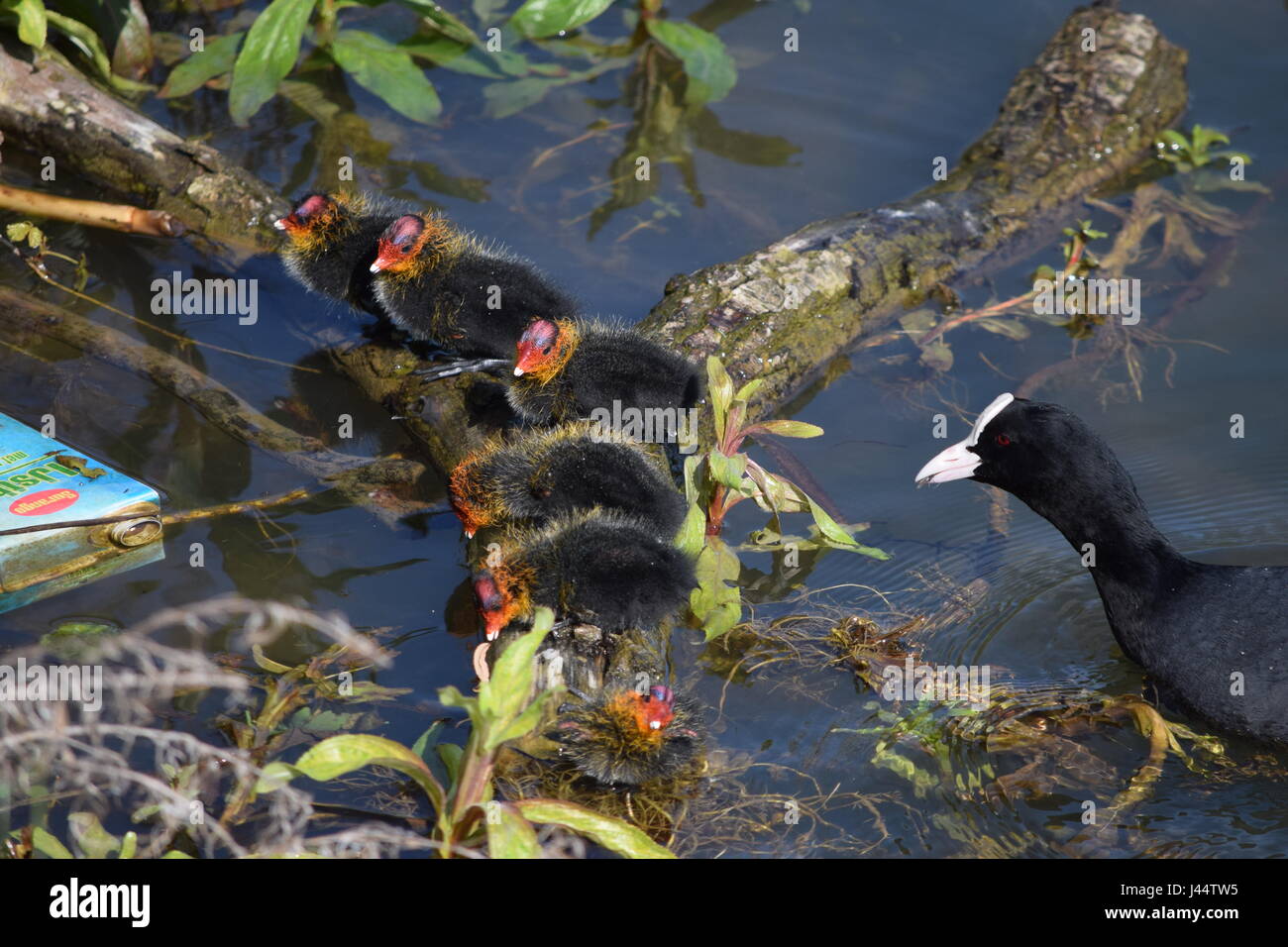 water coot with chicks Stock Photo - Alamy
