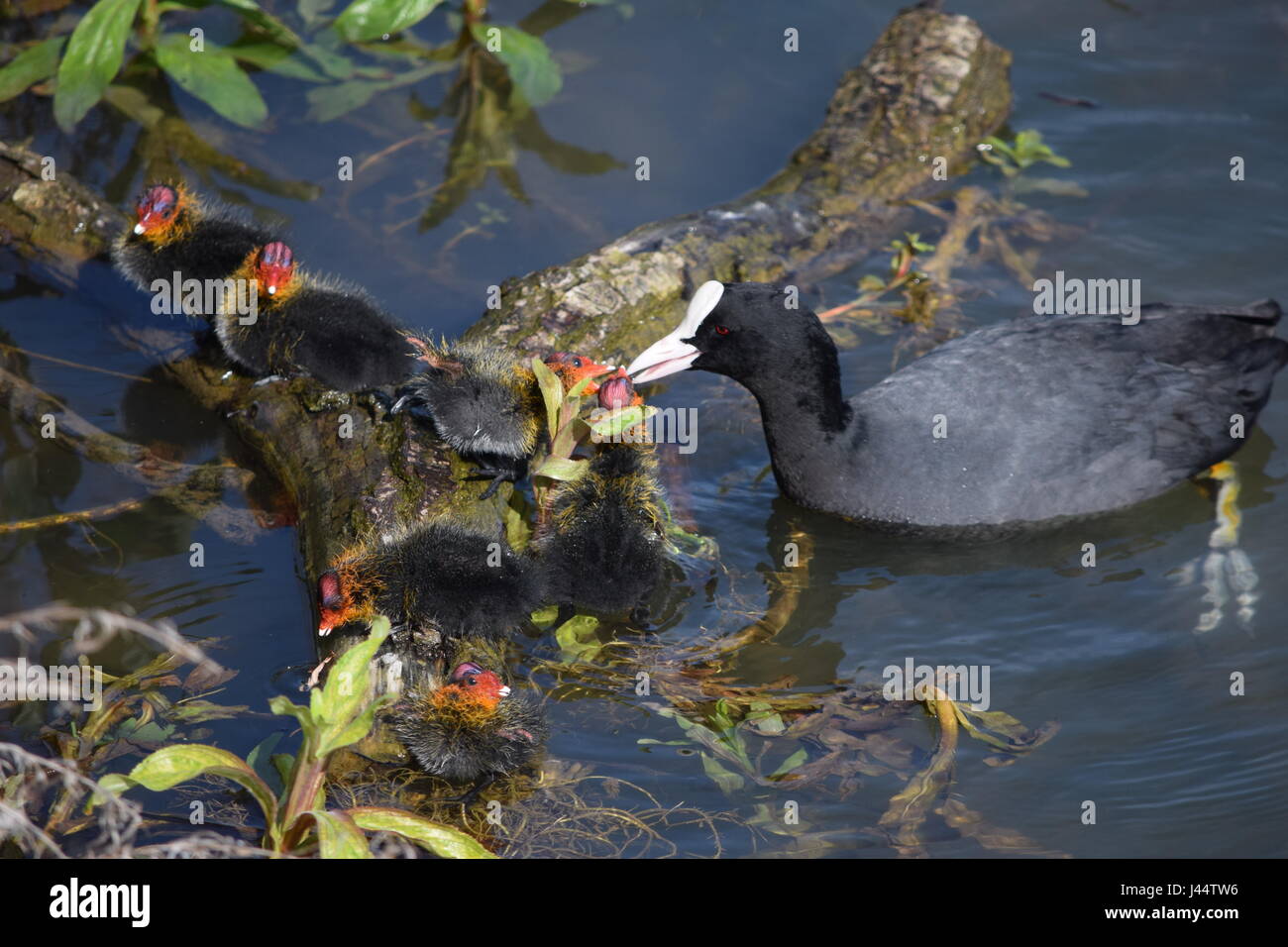 water coot with chicks Stock Photo - Alamy