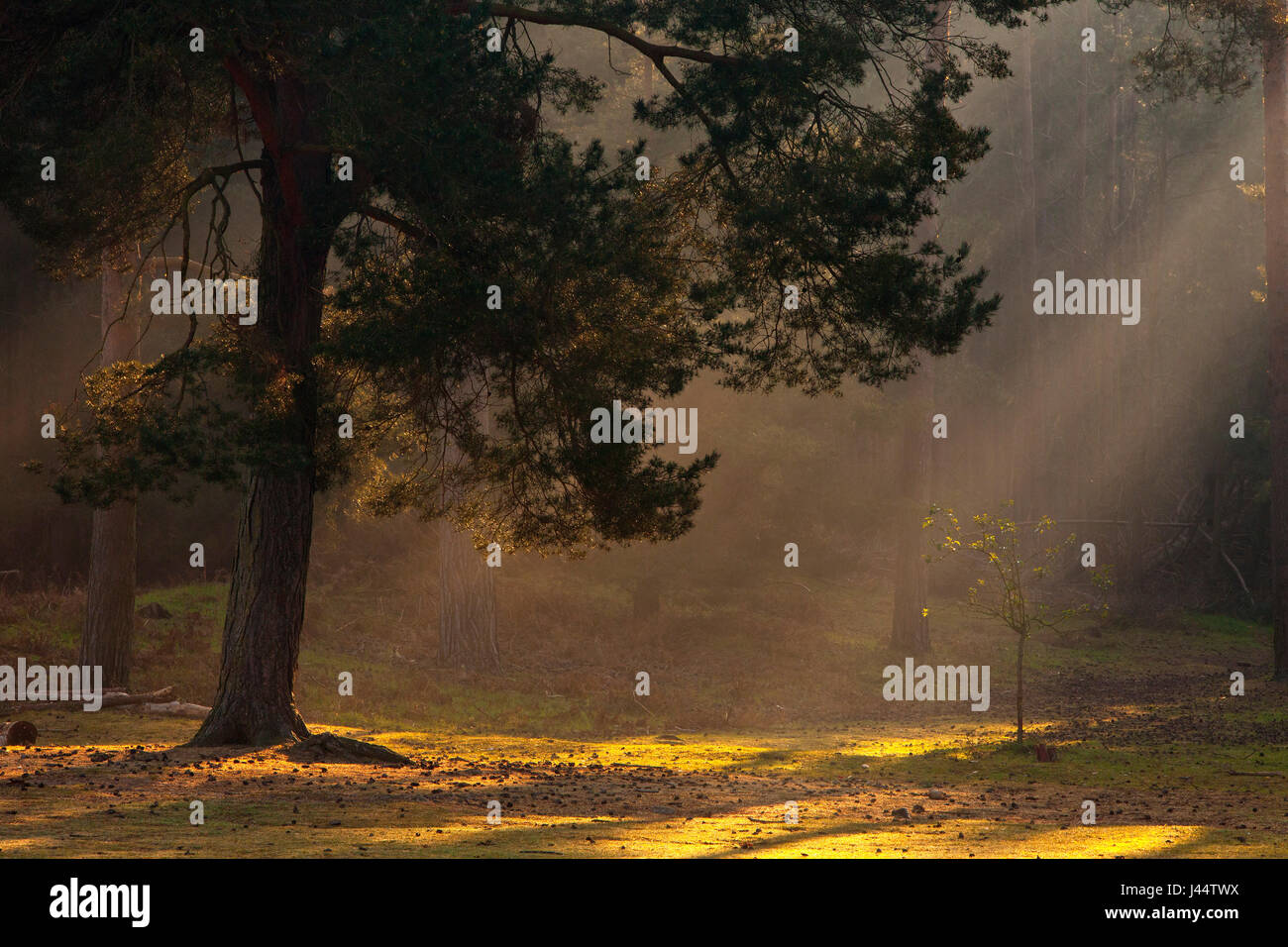 Early morning mist and a mature douglas fir tree with sapling in the ...