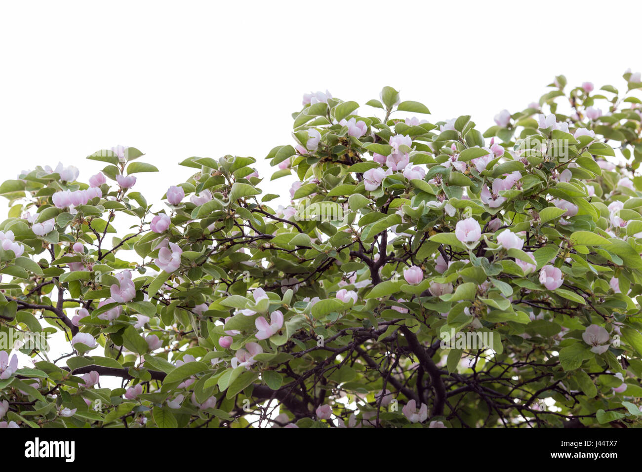 Quince flowers blossom. Cydonia oblonga flowers. Spring tree fruit ...