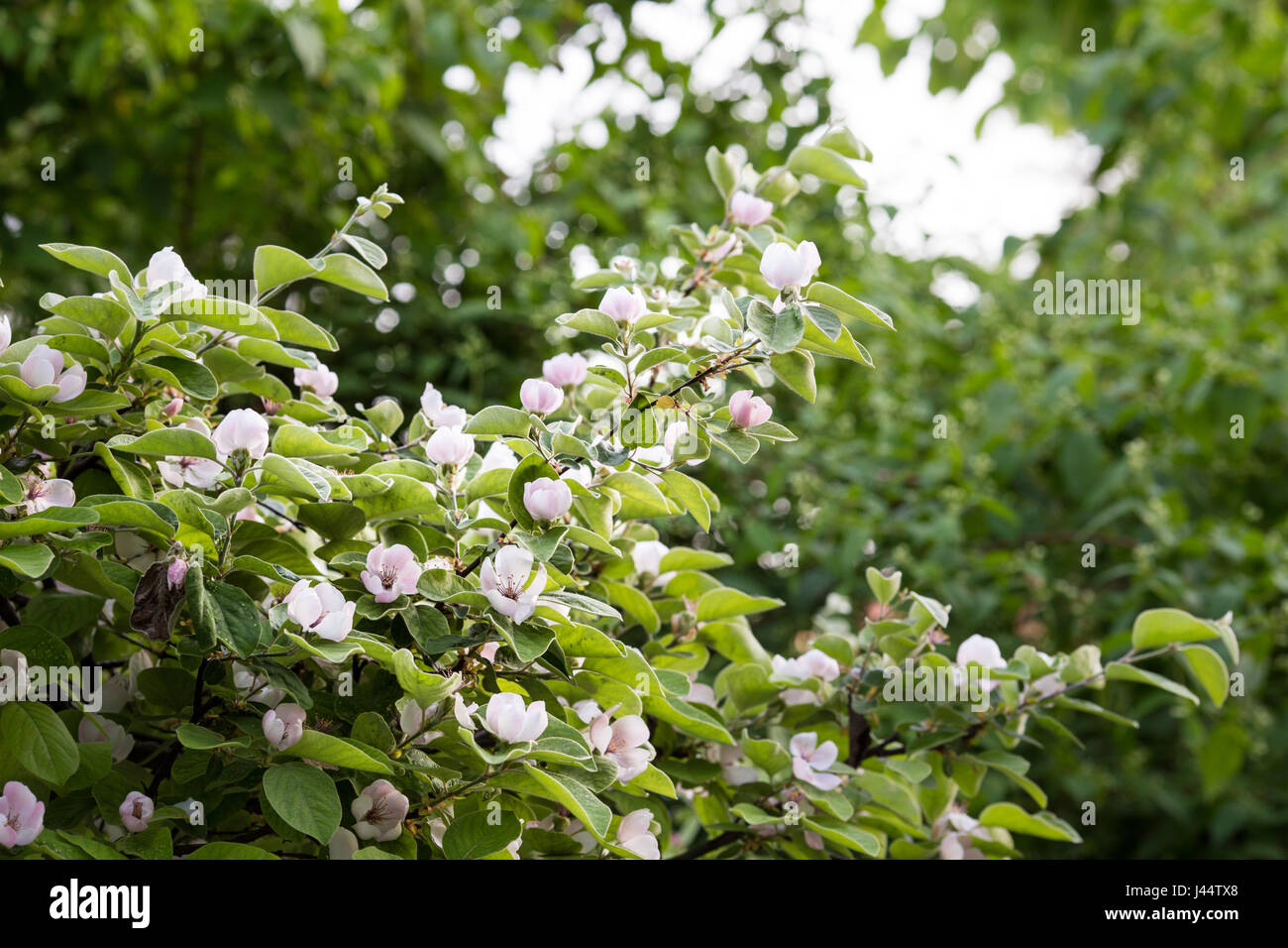 Quince flowers blossom. Cydonia oblonga flowers. Spring tree fruit ...