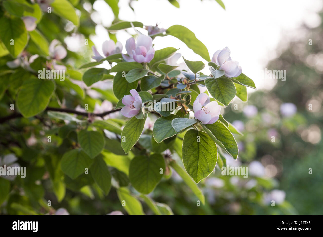 Quince flowers blossom. Cydonia oblonga flowers. Spring tree fruit ...