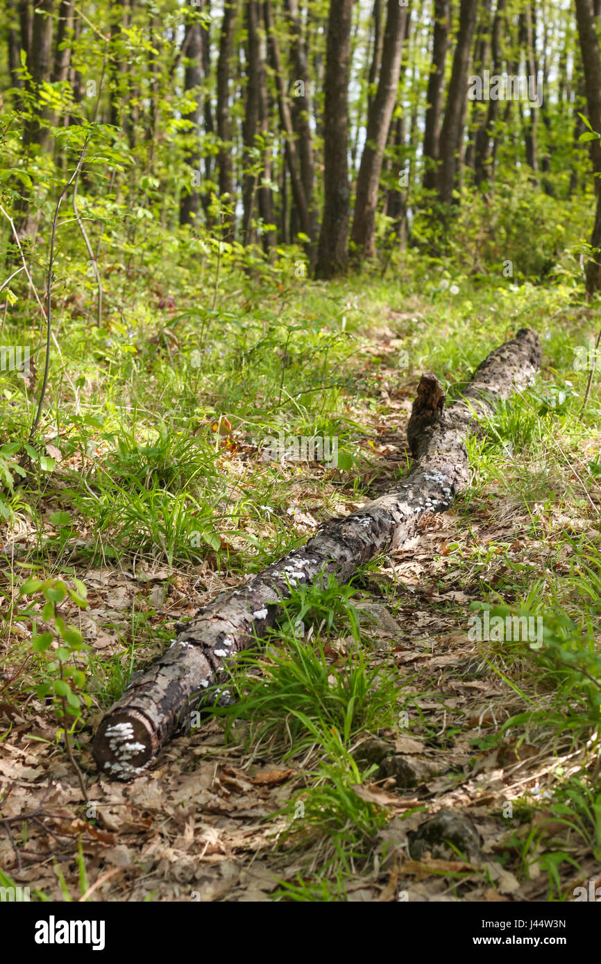Tree laying on the ground Stock Photo - Alamy