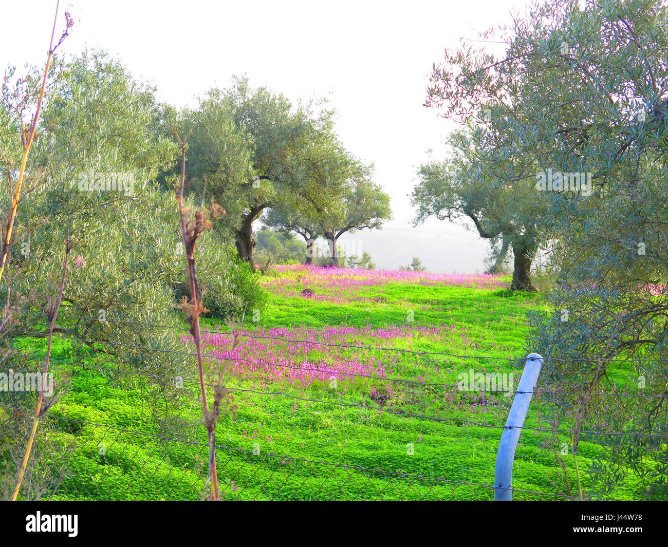 Olive grove on flowering hi-res stock photography and images - Alamy
