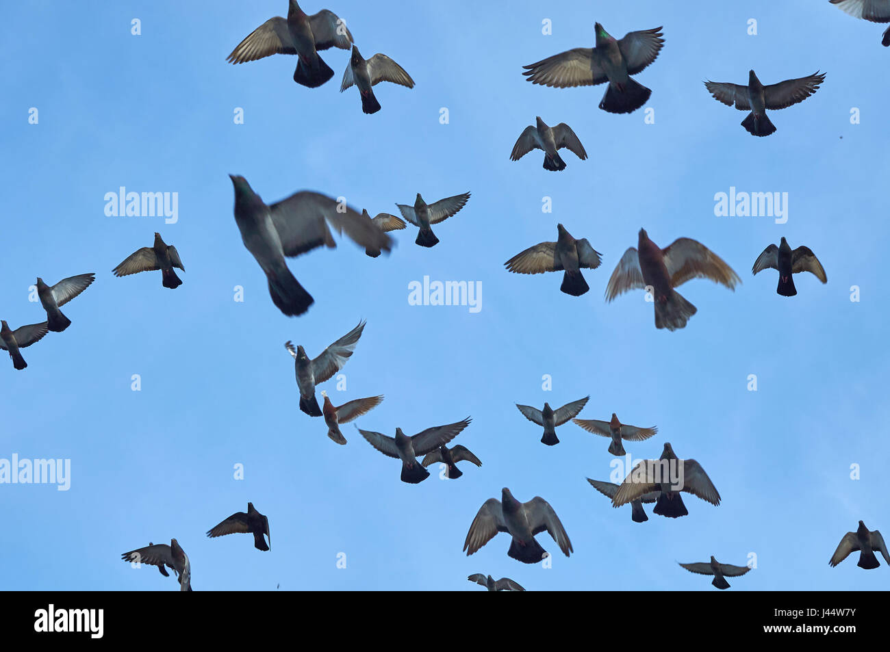 Flock of pigeons are flying in blue sky Stock Photo - Alamy