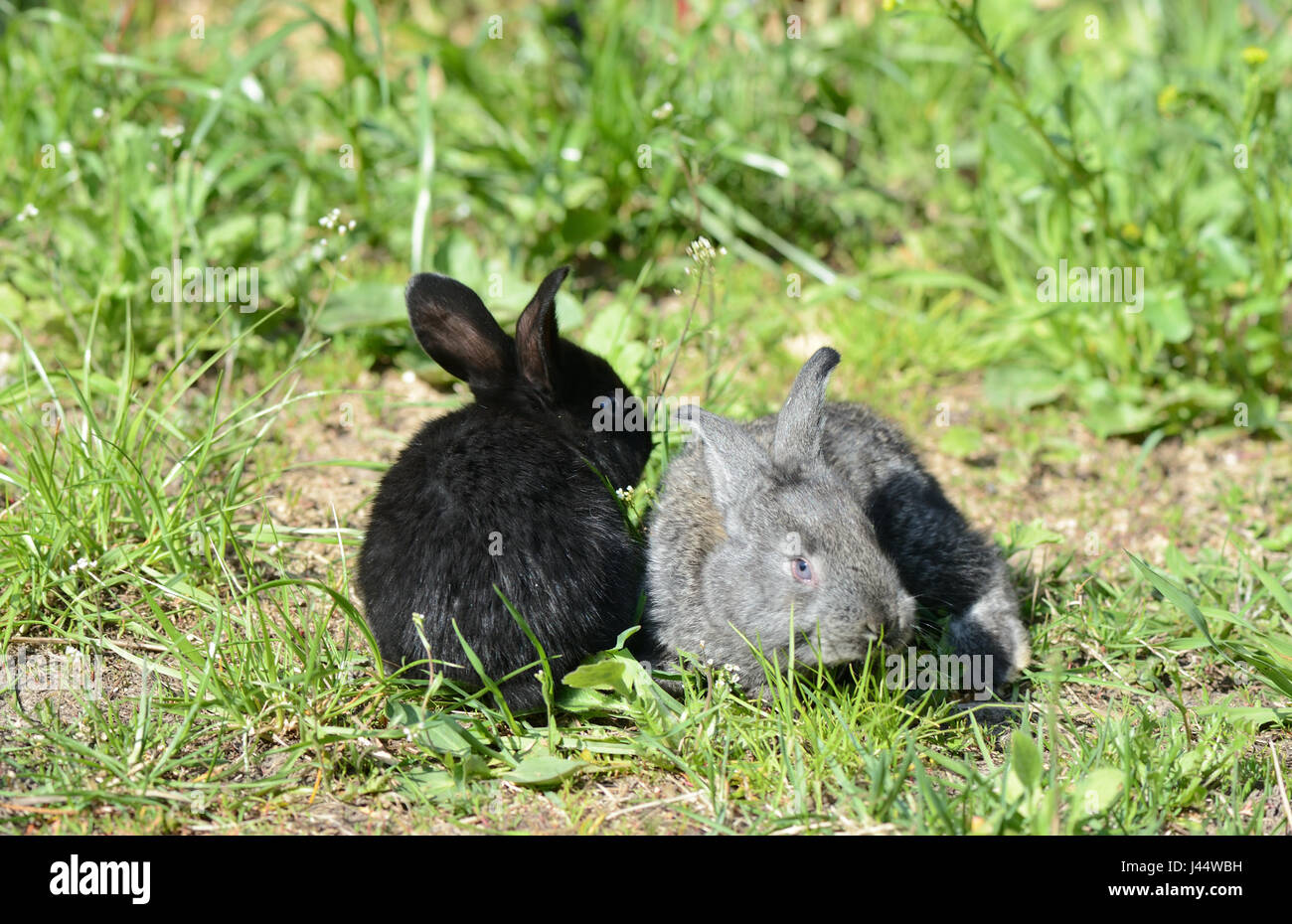 Black rabbit shadow hi-res stock photography and images - Alamy