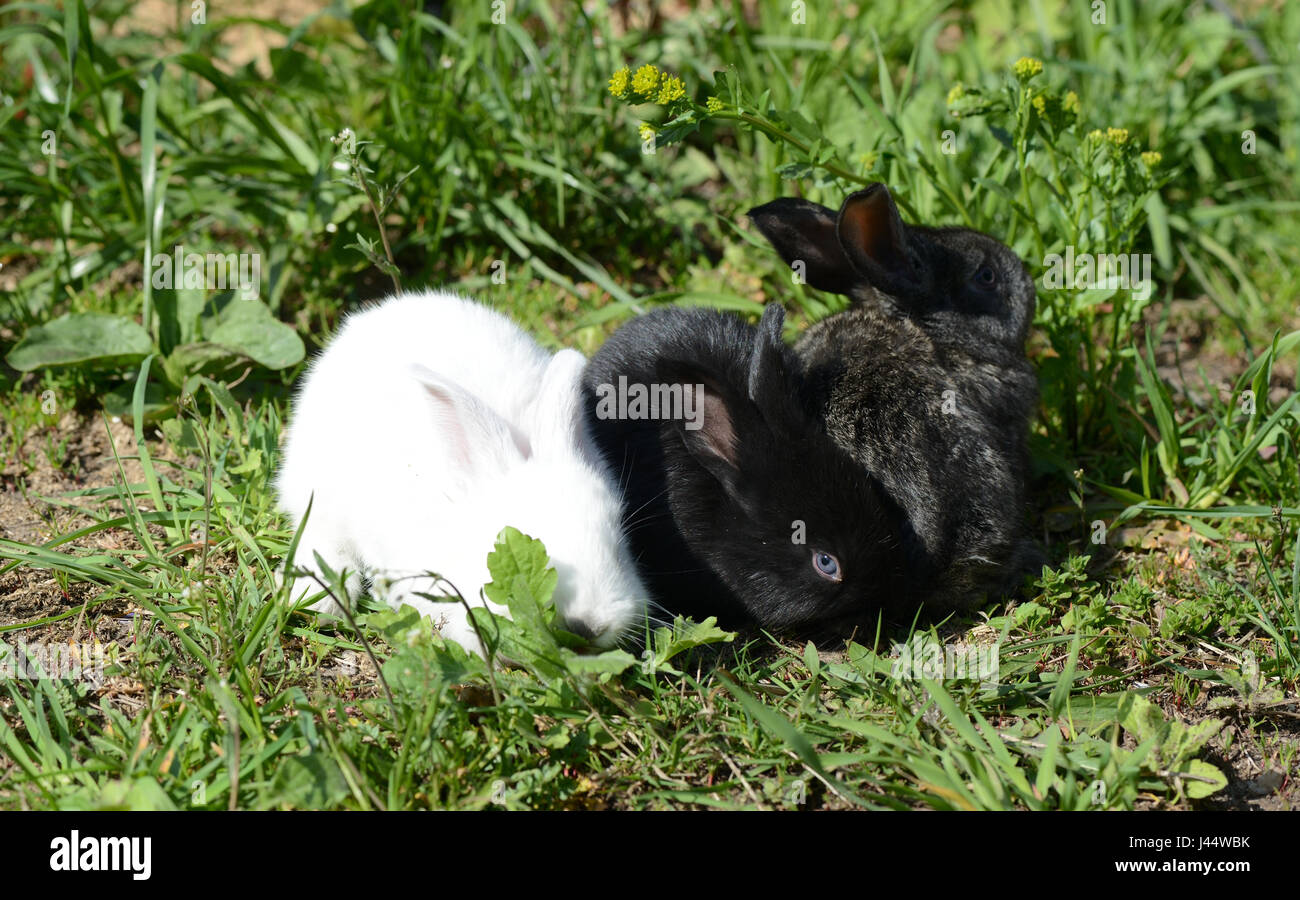 Little rabbits hi-res stock photography and images - Alamy