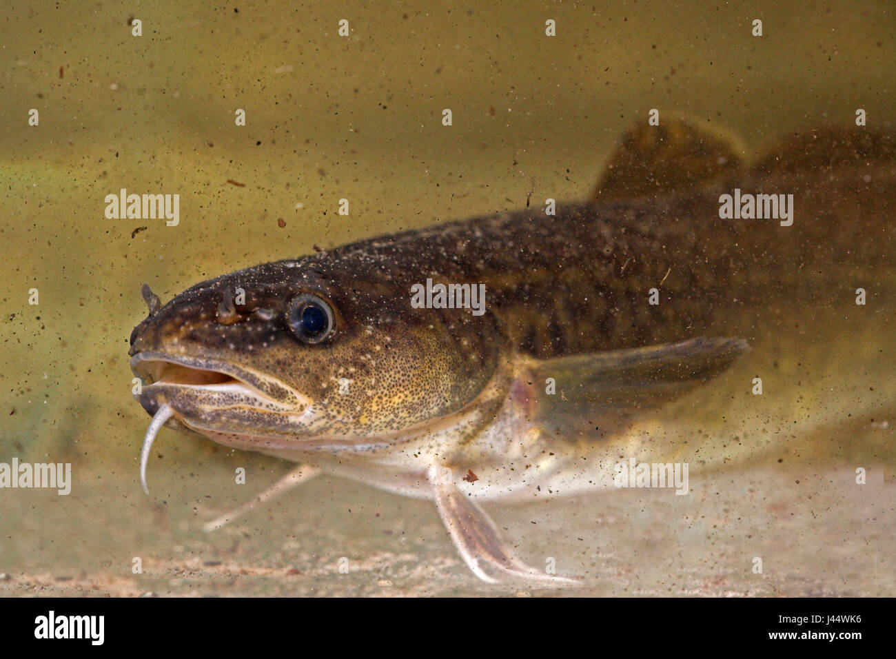 Burbot fish hi-res stock photography and images - Alamy