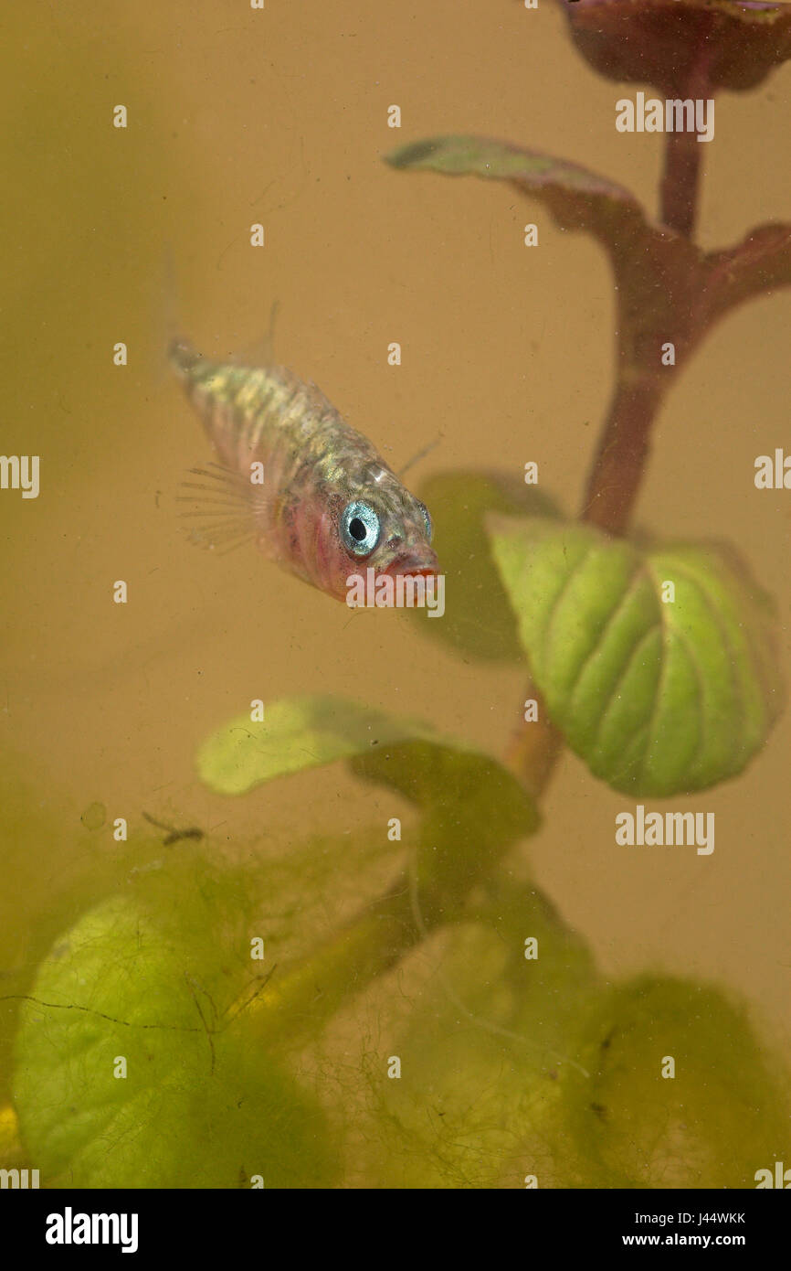 male 3-Spined Stickleback swimming next to watermint Stock Photo - Alamy