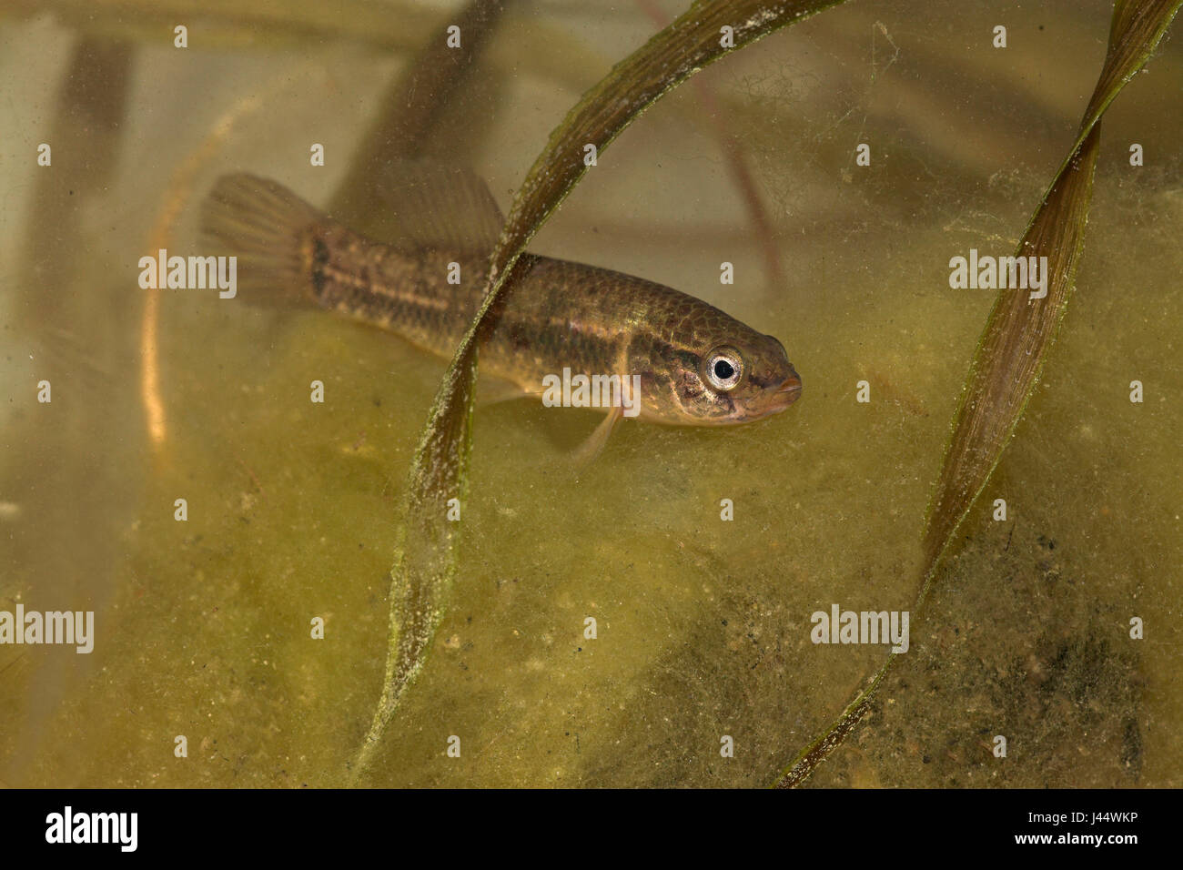 Eastern mudminnow swimming bewtween water soldier Stock Photo - Alamy
