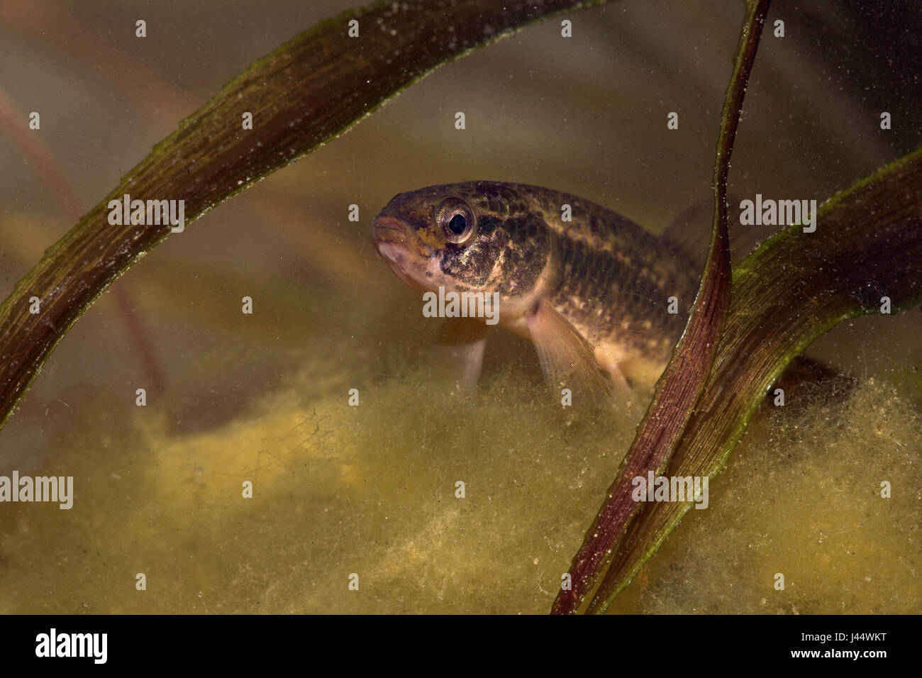 Mudminnow High Resolution Stock Photography and Images - Alamy