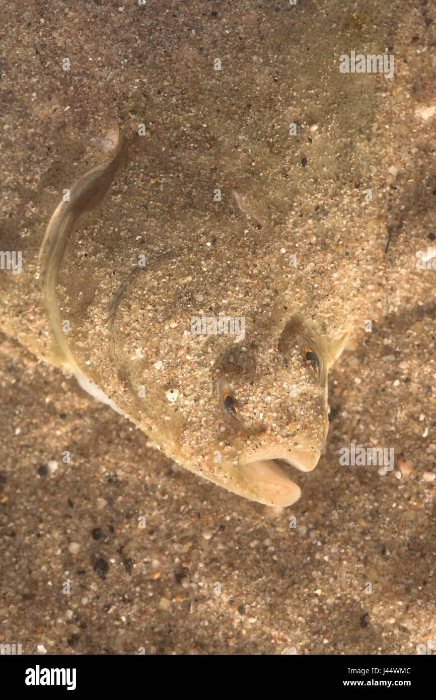 vertical picture of a flounder photographed from above Stock Photo - Alamy