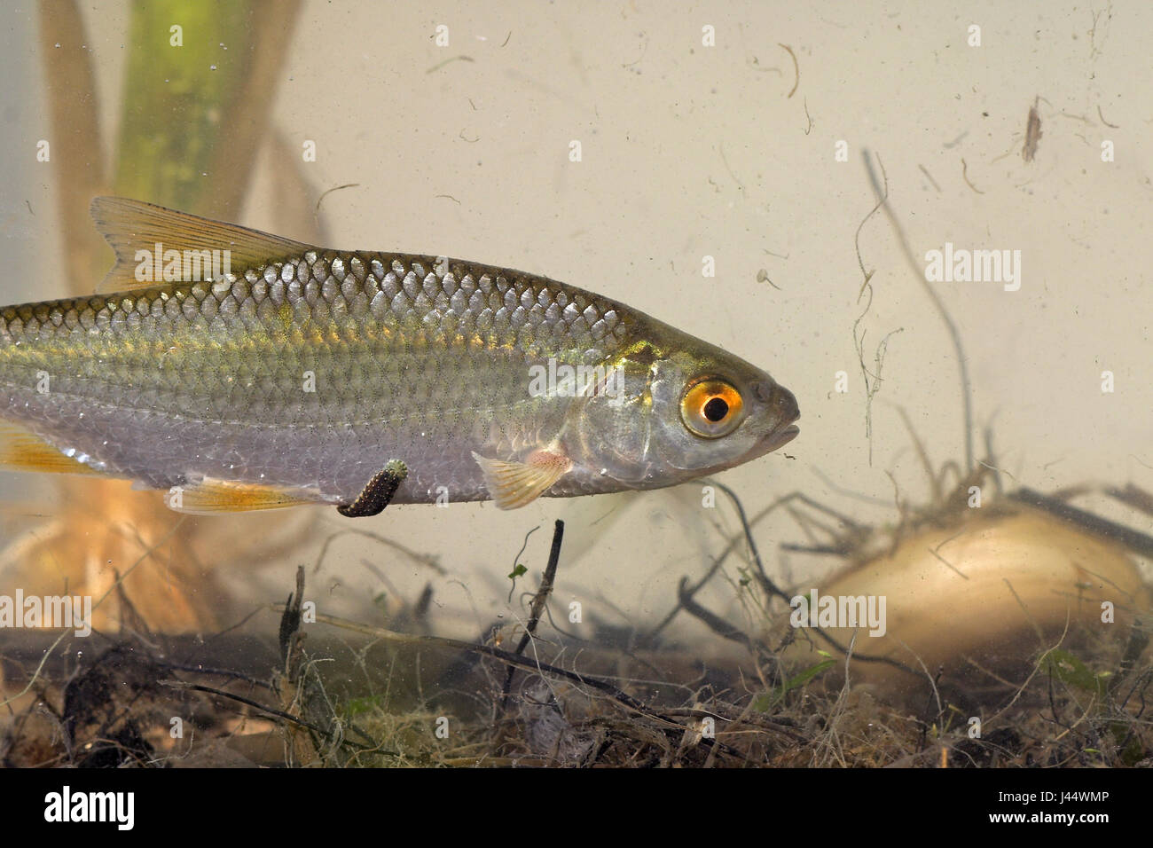a swimming roach with a leecher on its belly Stock Photo - Alamy