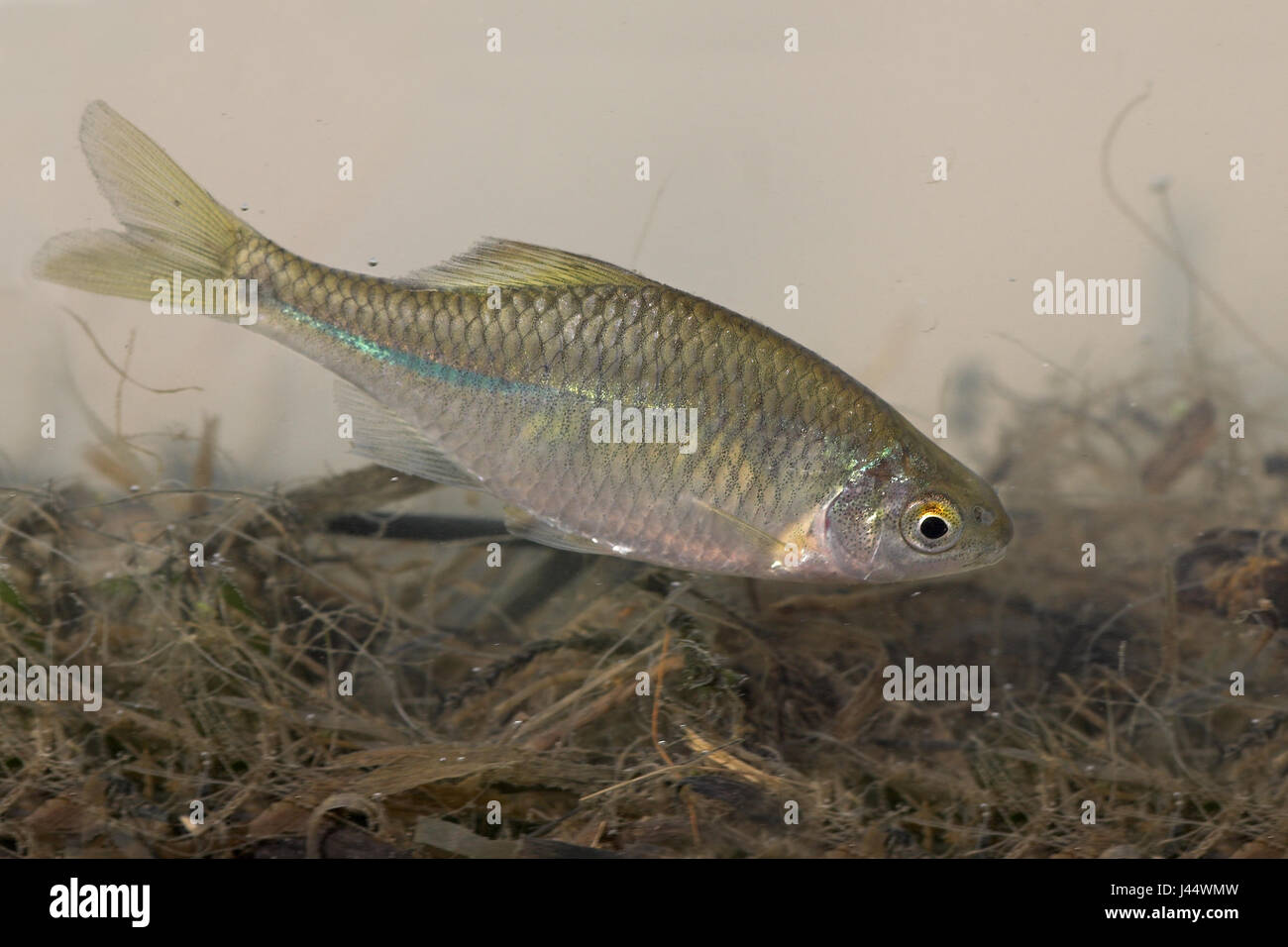 bitterling swimming above the bottom Stock Photo - Alamy