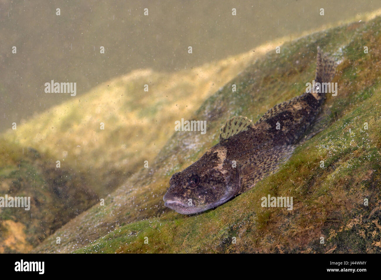 bullhead resting on a rock Stock Photo - Alamy