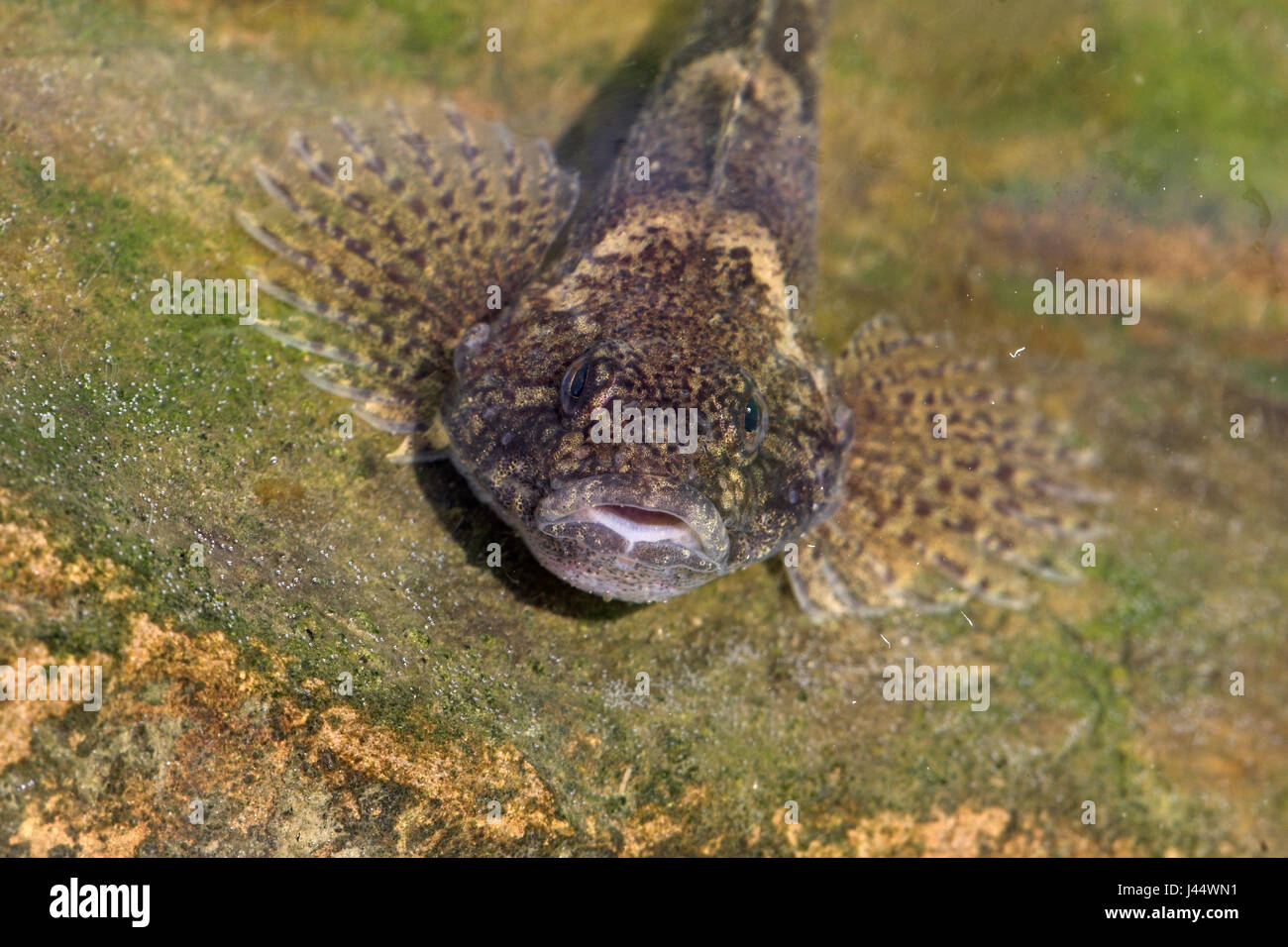 bullhead resting on a rock Stock Photo - Alamy