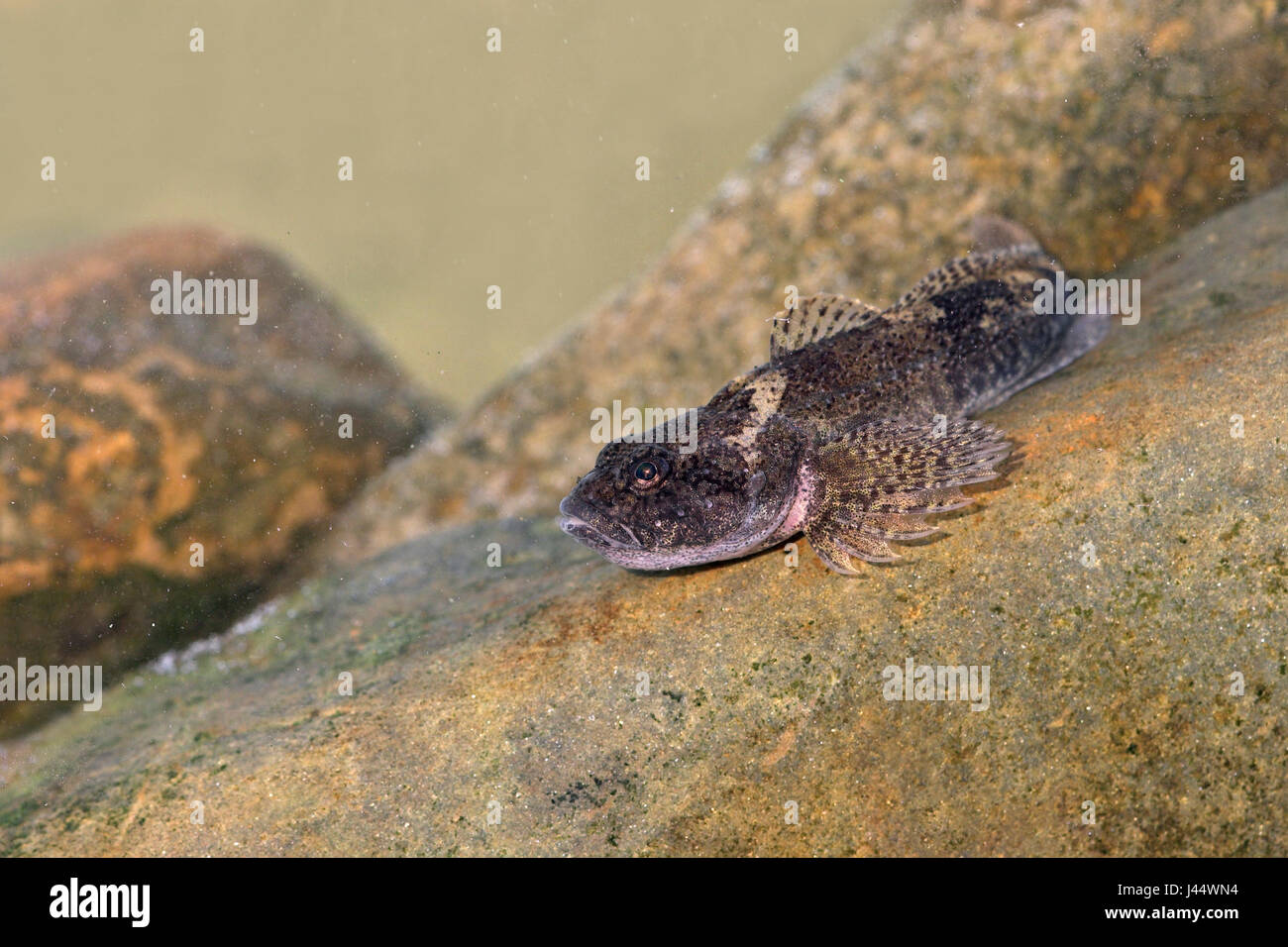 Bullhead hi-res stock photography and images - Alamy