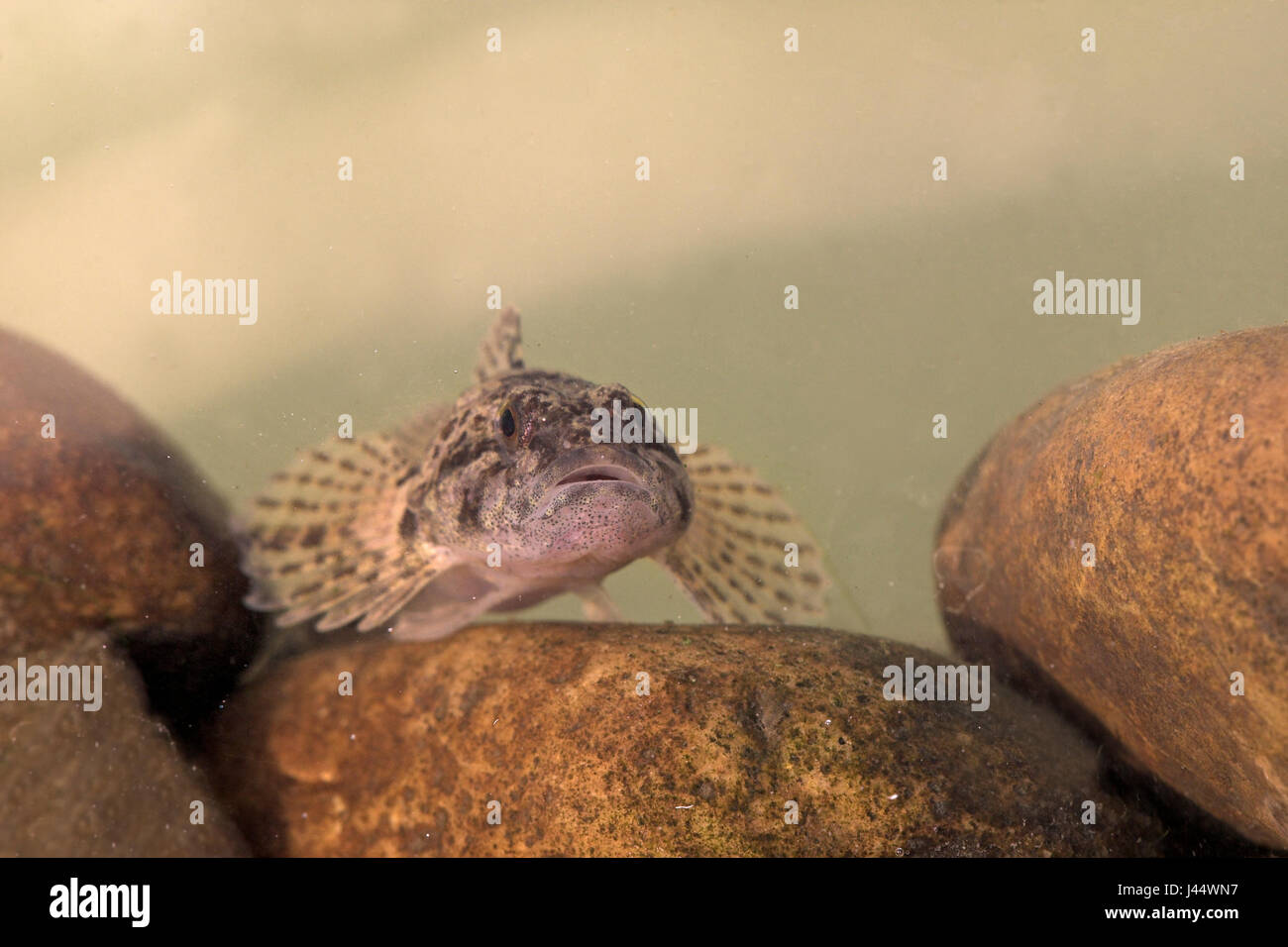 bullhead on a rock frontal Stock Photo - Alamy