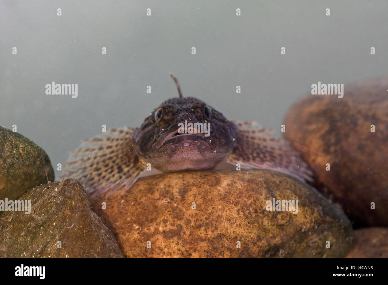 Bullhead hi-res stock photography and images - Alamy
