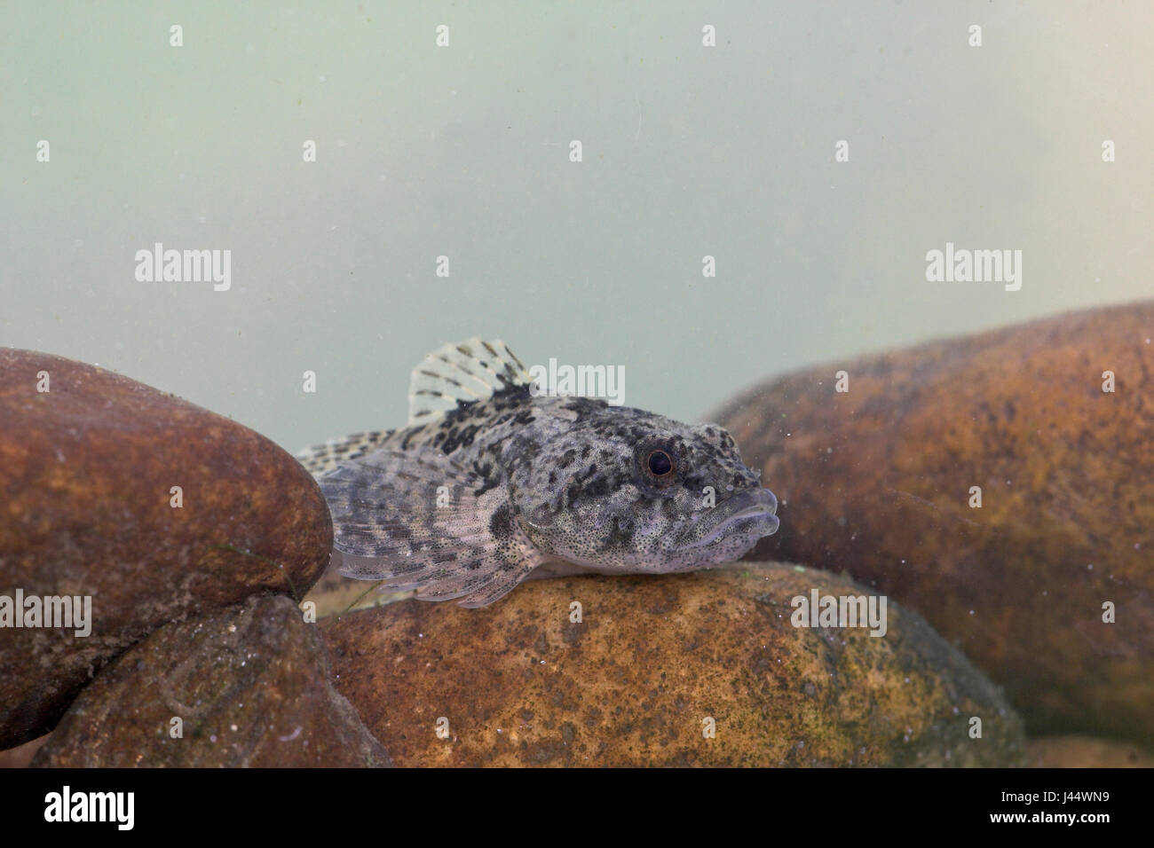 bullhead on a rock frontal Stock Photo - Alamy