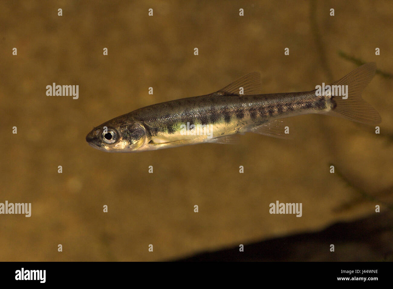 Minnow phoxinus phoxinus hi-res stock photography and images - Alamy