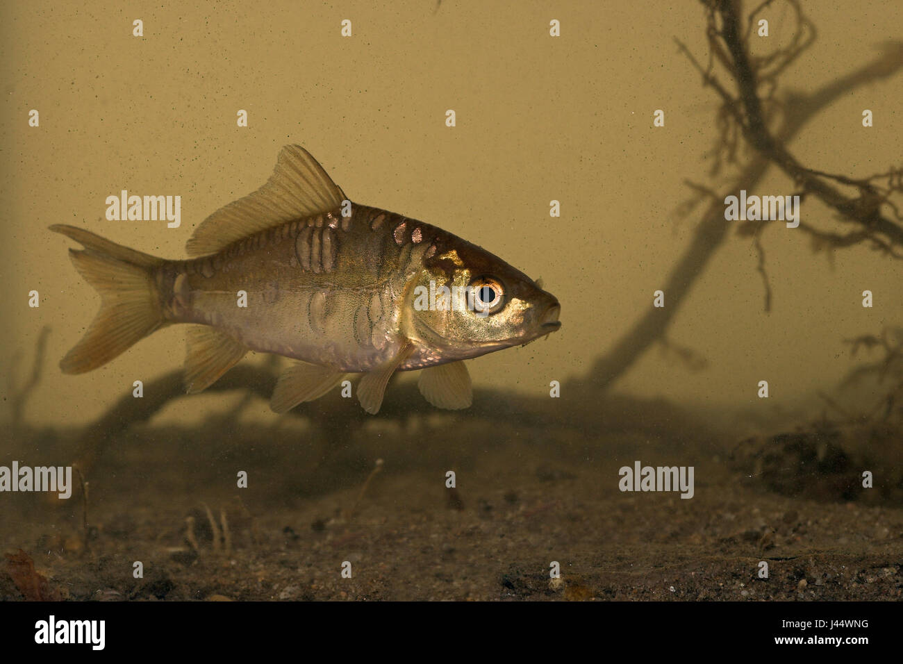young carp swimming between tree roots Stock Photo - Alamy