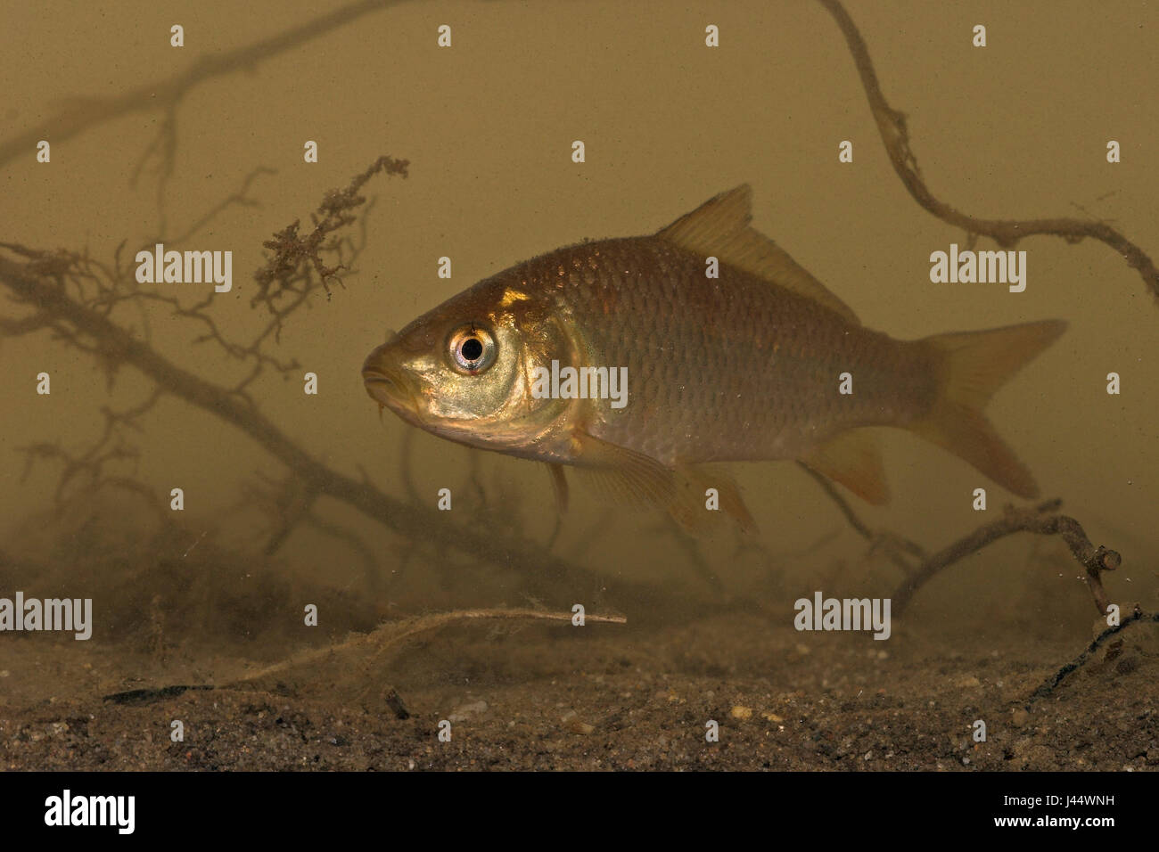 young carp swimming between tree roots above the bottom Stock Photo - Alamy