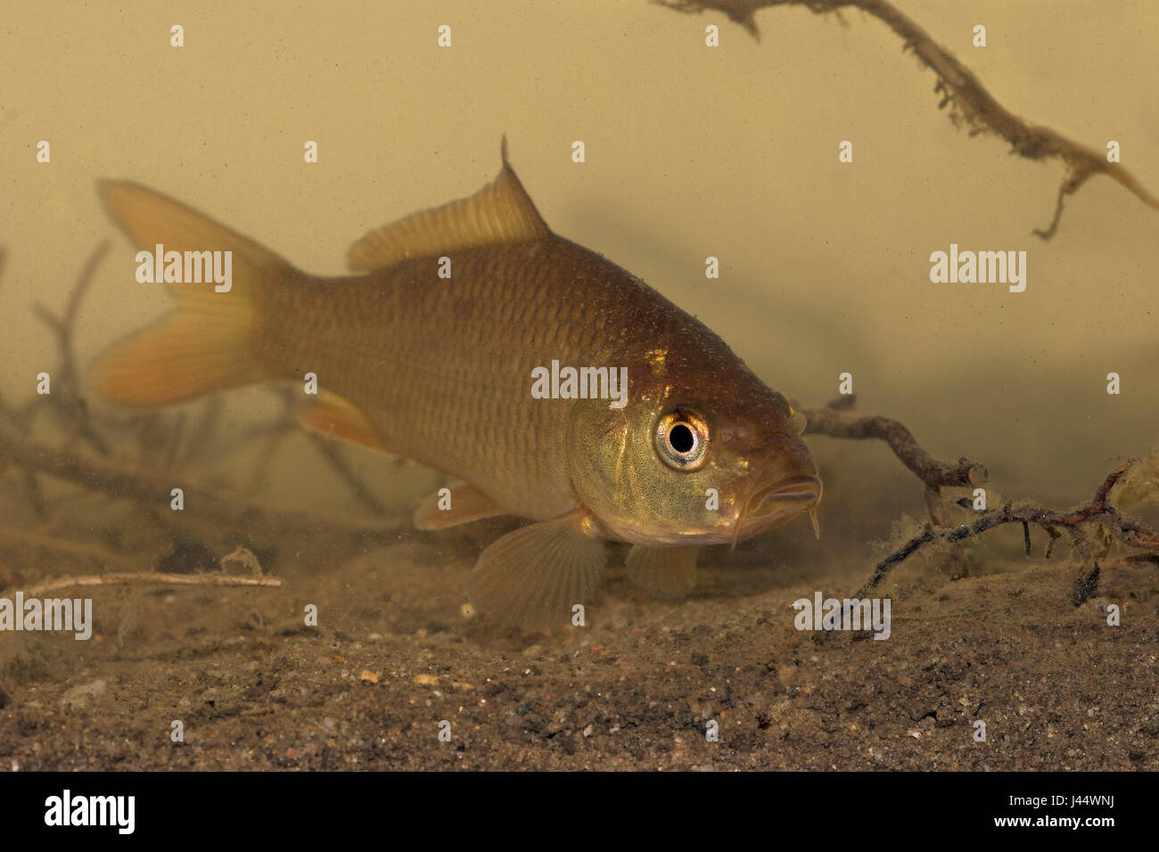 young carp swimming between tree roots above the bottom Stock Photo - Alamy