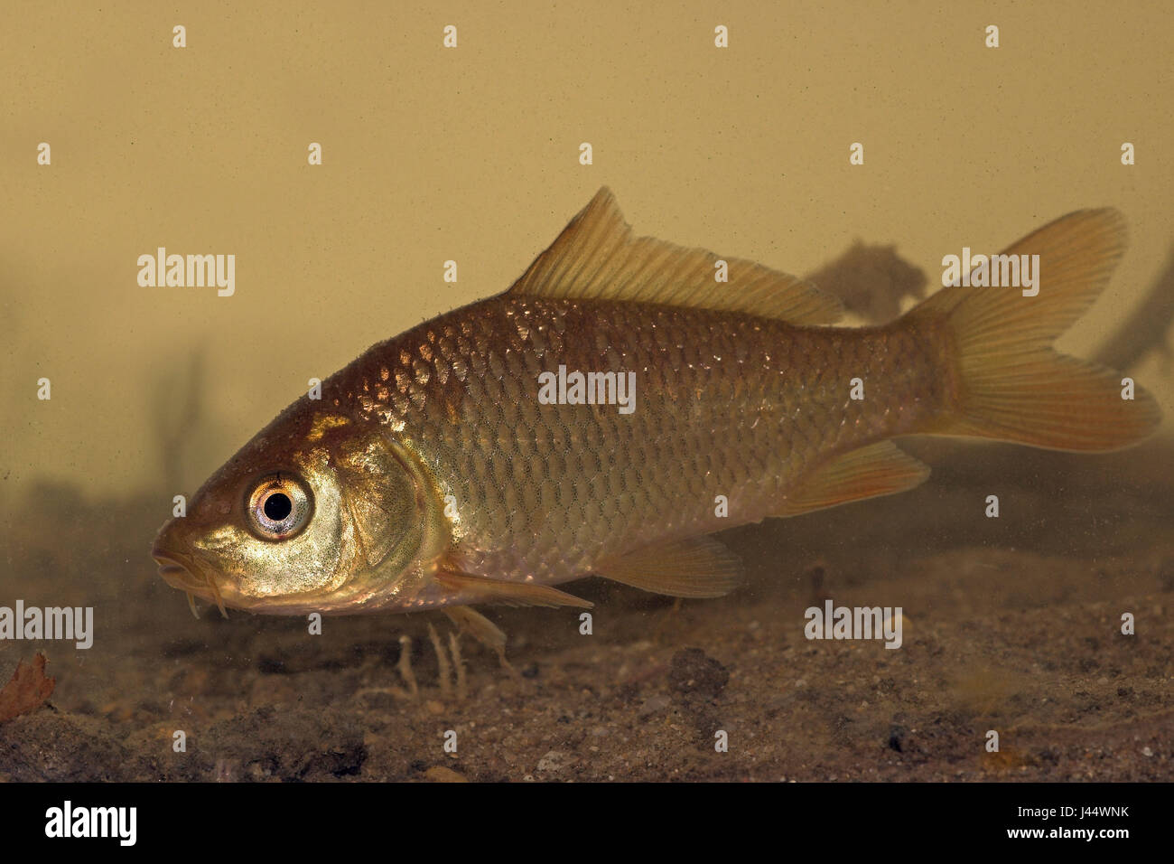 young carp swimming between tree roots above the bottom Stock Photo - Alamy