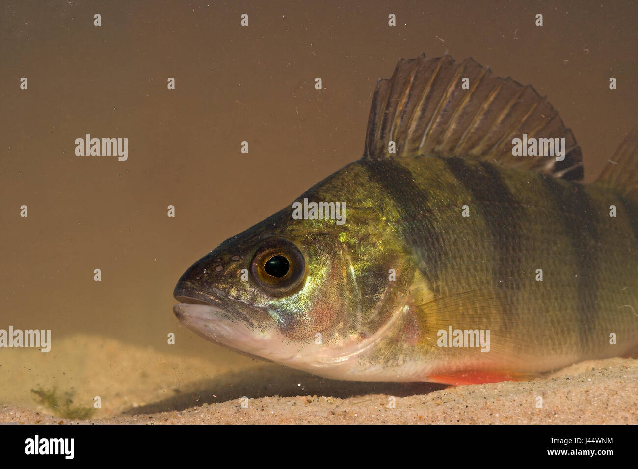 perch swimming above sand Stock Photo - Alamy