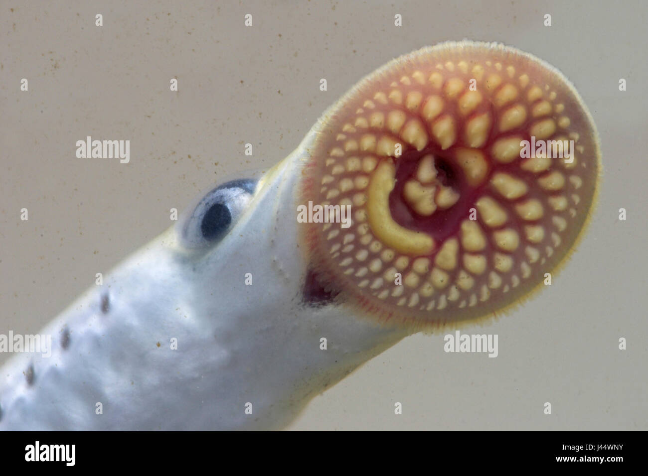 Lamprey Teeth