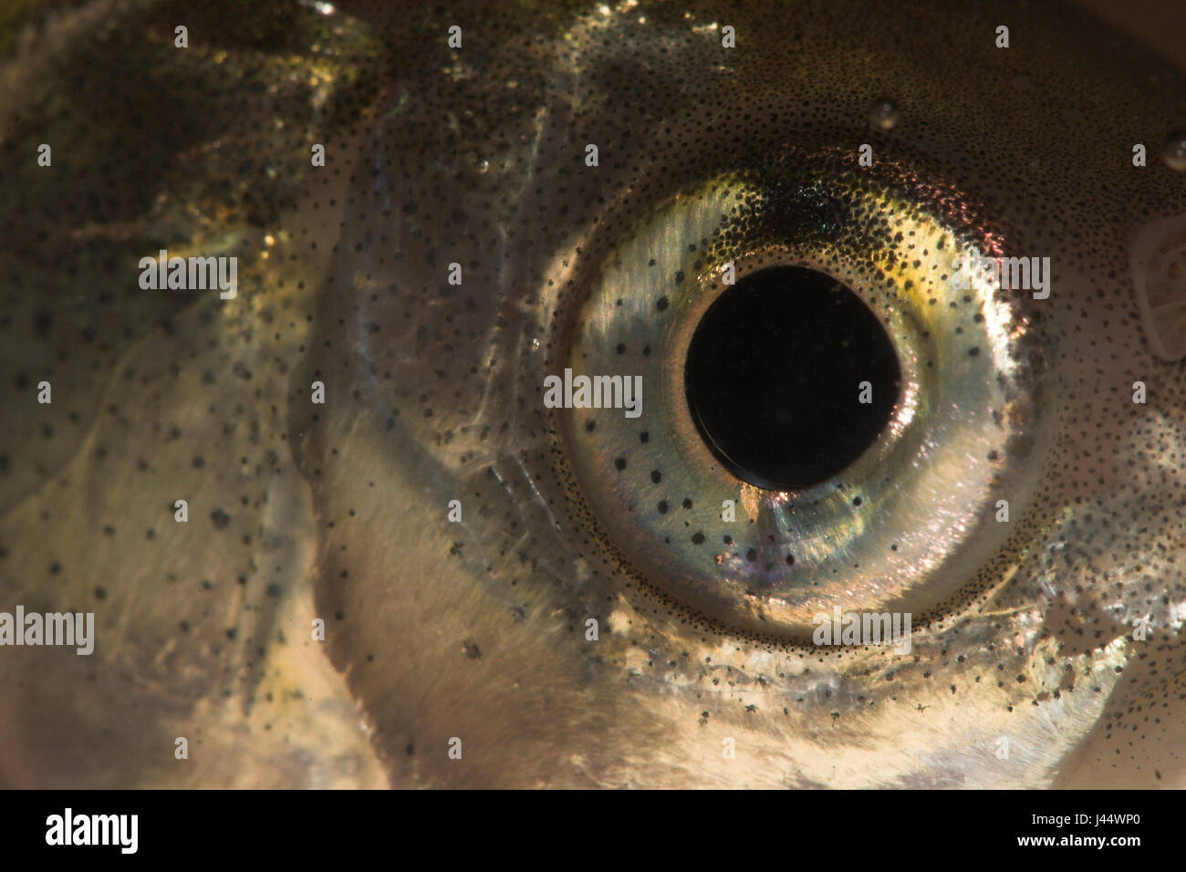 Ide fish hi-res stock photography and images - Alamy