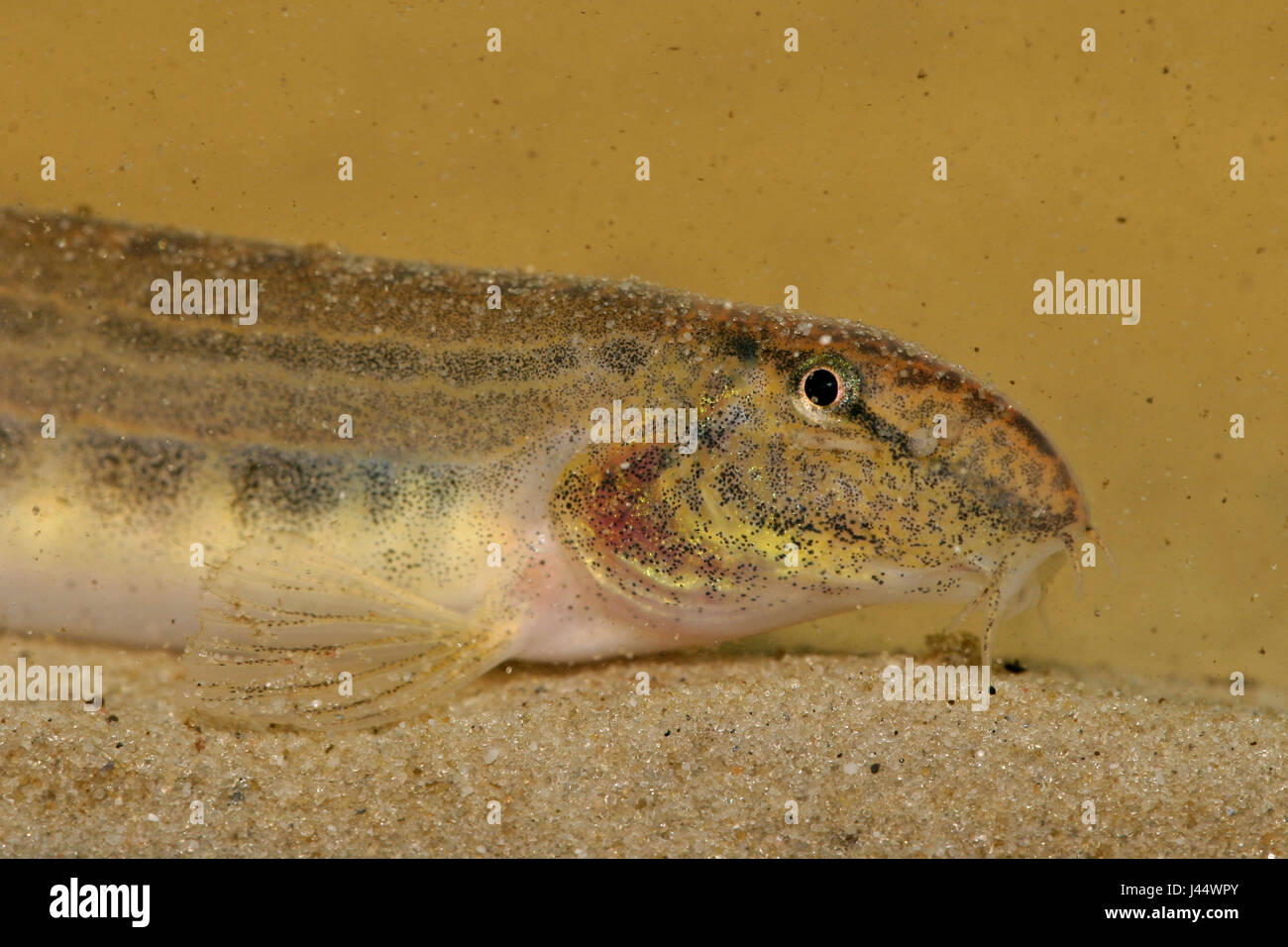 Portrait of a spined loach on sand Stock Photo - Alamy