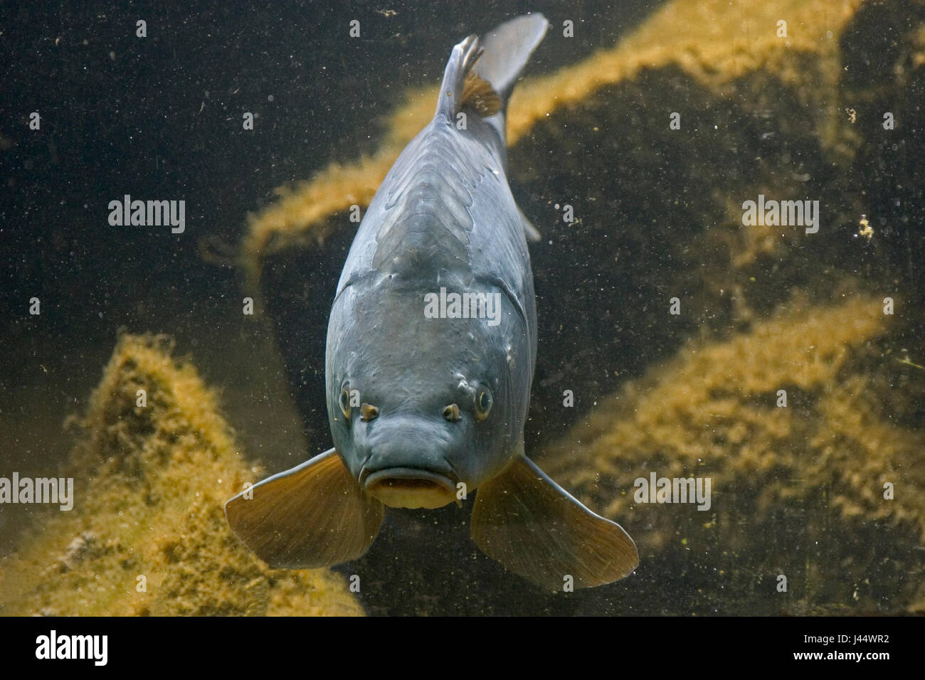 Volwassen karper zwemmend frontaal adult carp swimming frontal Stock ...