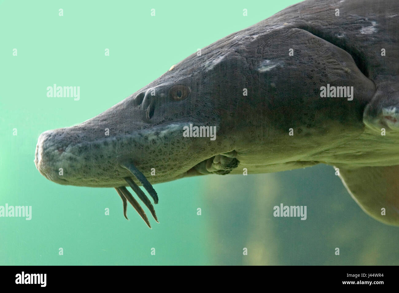 portrait of a sturgeon Stock Photo - Alamy
