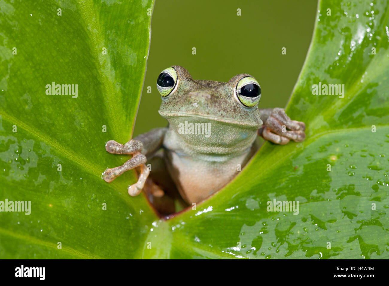 Foto van een smaragdoogboomkikker die tussen en blad door komt kijken ...