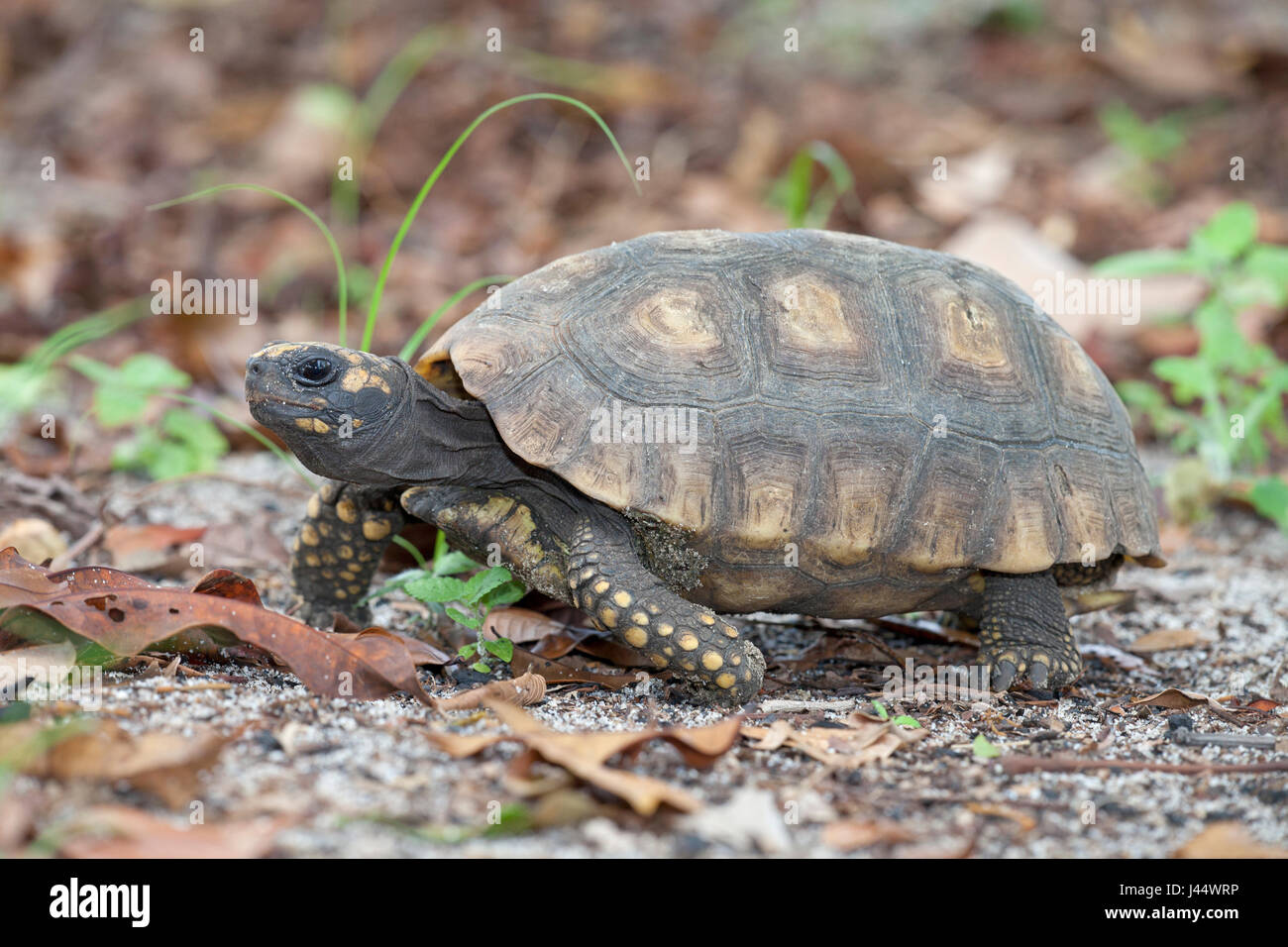 photo of a yellow foot tortoise on the forest floor Stock Photo - Alamy