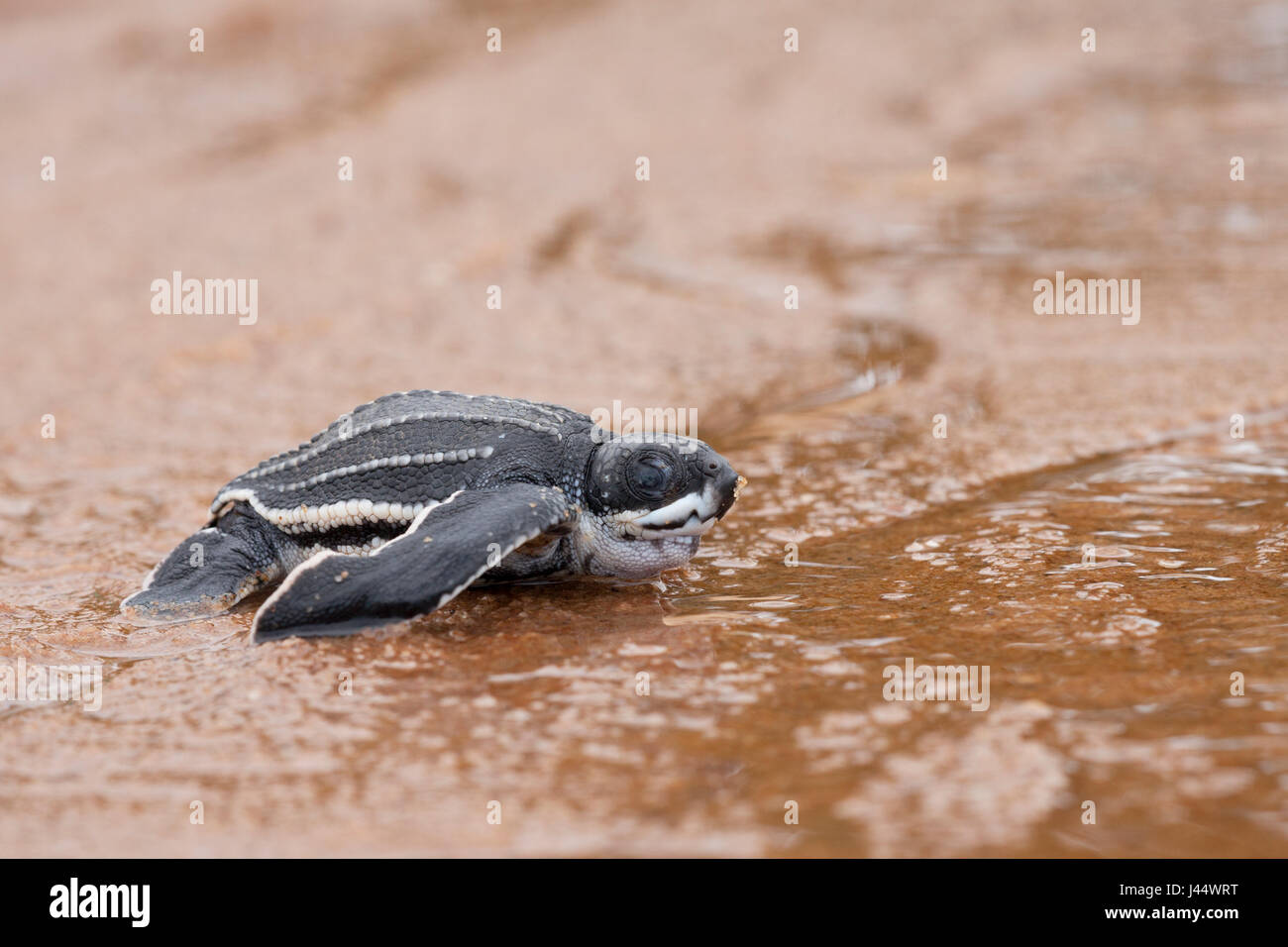 Leatherback turtles hi-res stock photography and images - Alamy