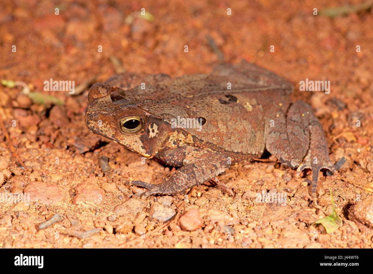 Soil trail hi-res stock photography and images - Alamy