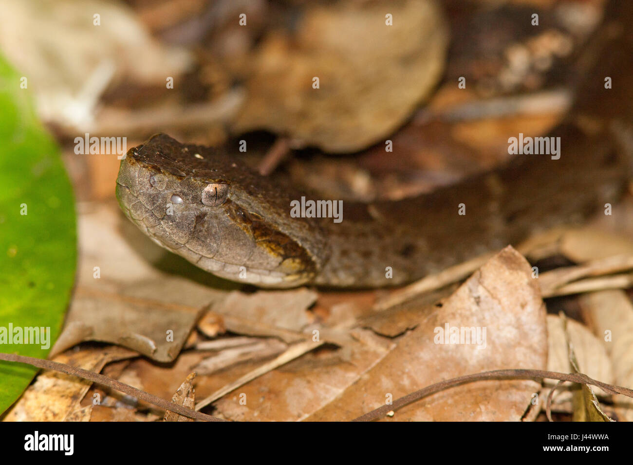 portrait of the head of a large fer-de-lance Stock Photo - Alamy