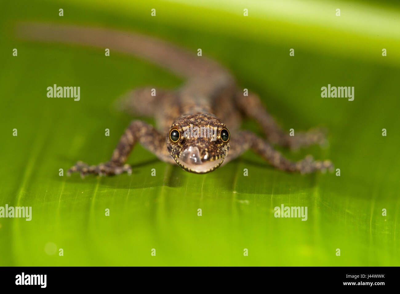 Photo of a Bridled forest gecko on a green leaf Stock Photo - Alamy