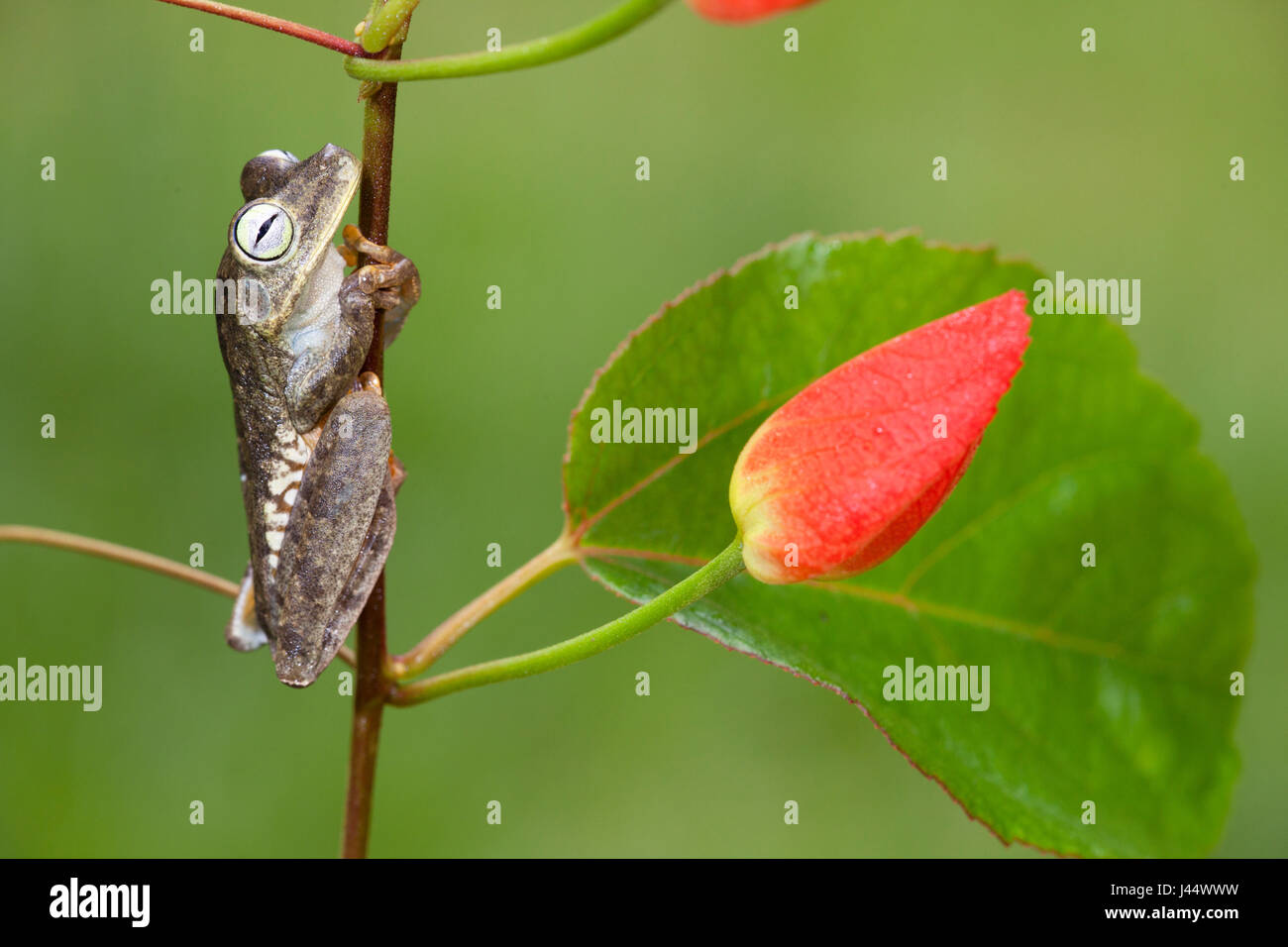 photo of a rattle voiced tree frog on a branch Stock Photo - Alamy