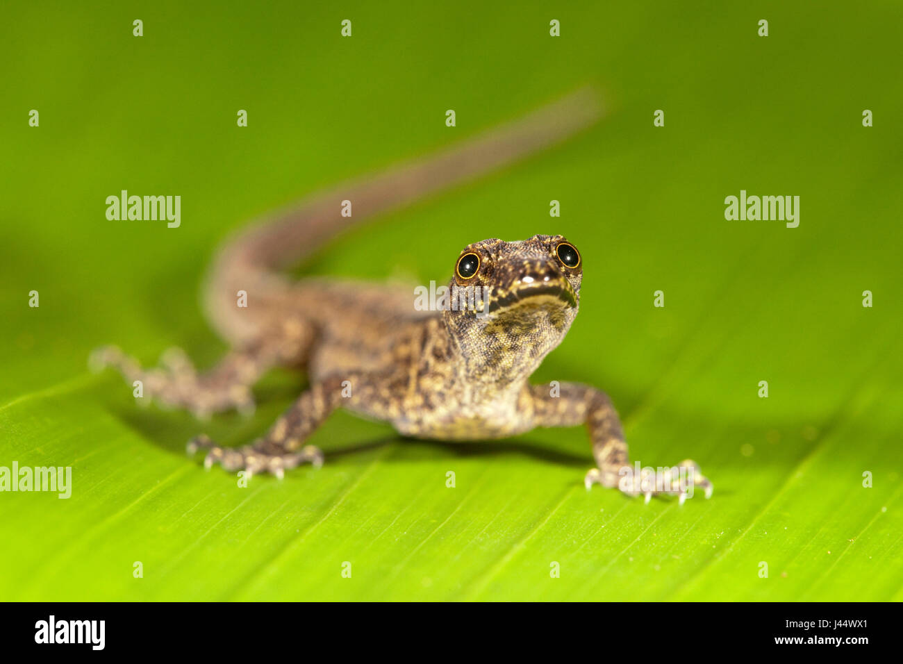 Forest Gecko High Resolution Stock Photography and Images - Alamy