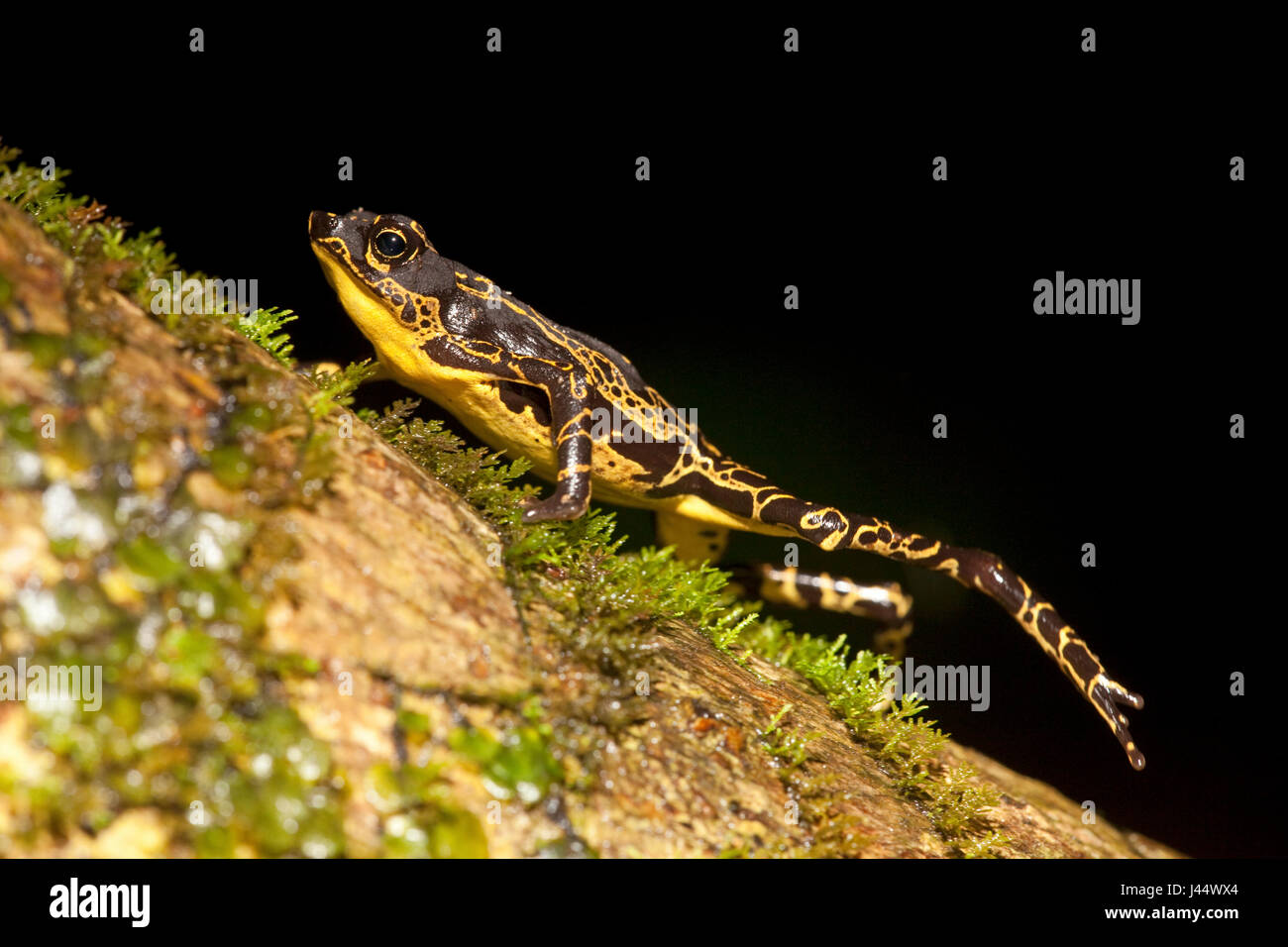 Walking movement hi-res stock photography and images - Alamy