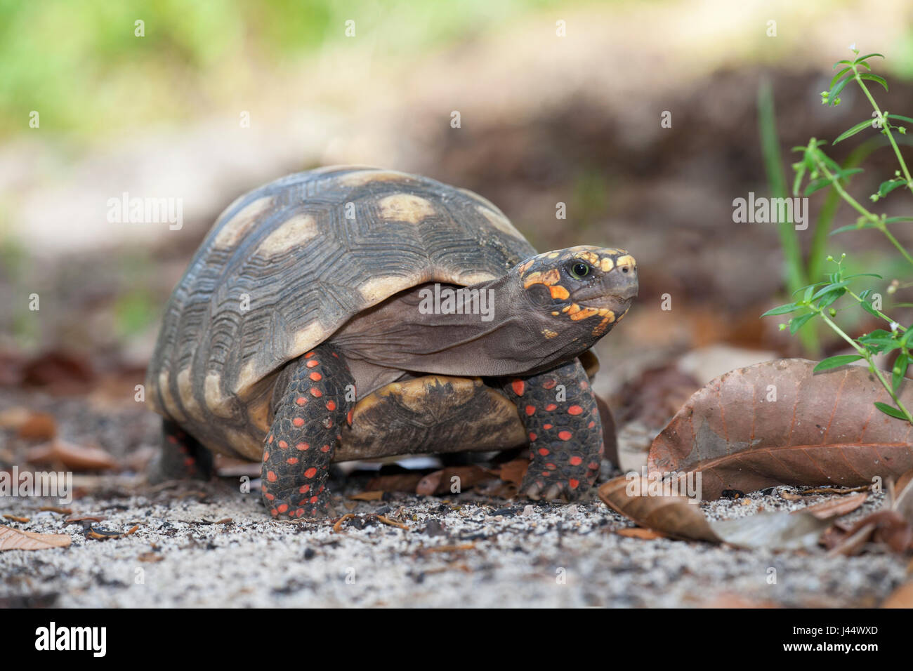 Red footed tortoise chelonoidis carbonaria hi-res stock photography and ...