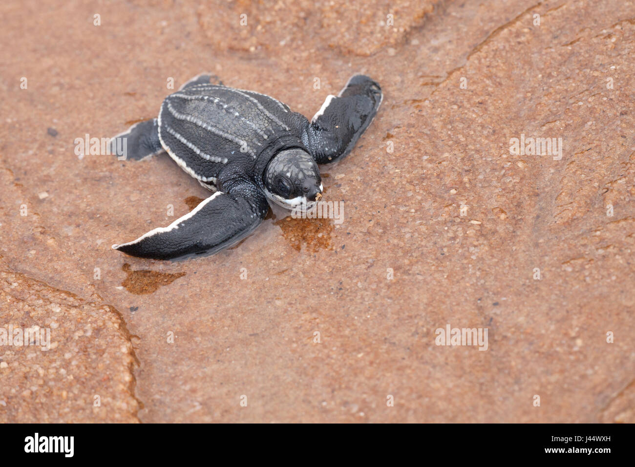 Leatherback Turtle High Resolution Stock Photography and Images - Alamy