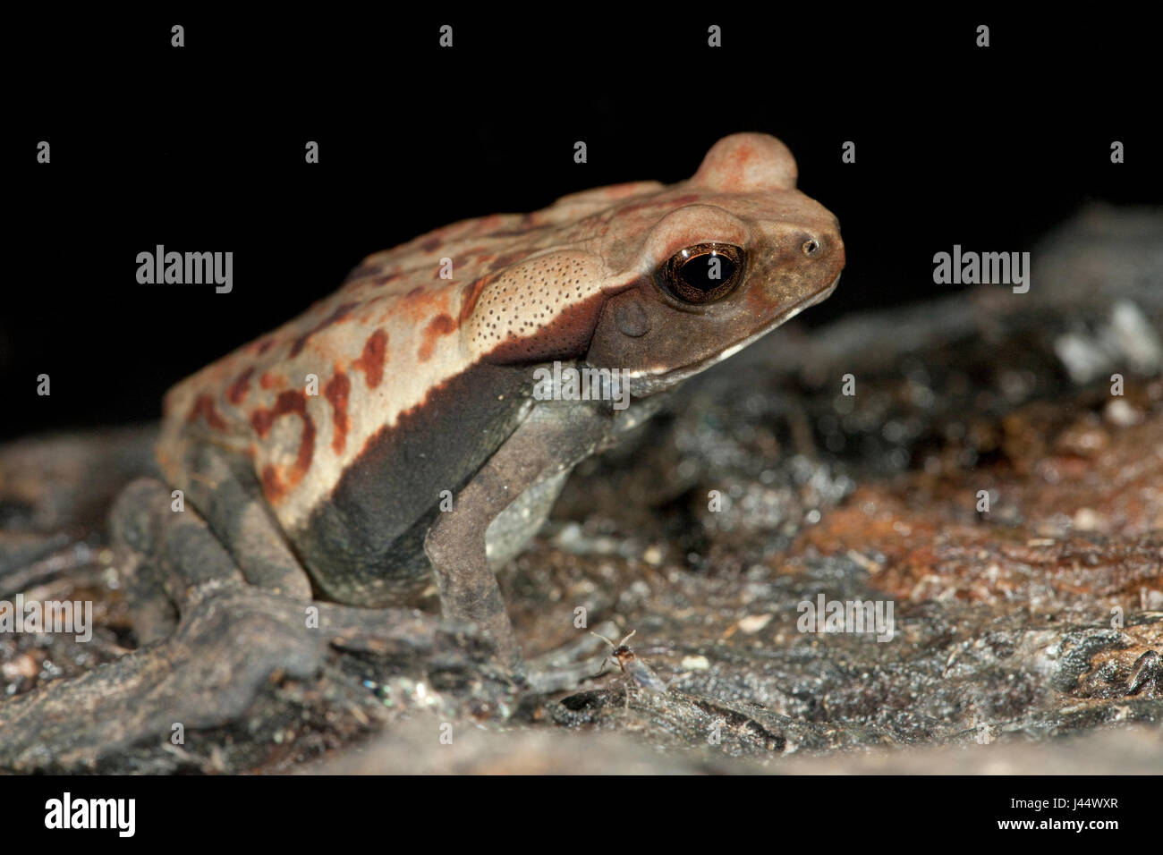Toad face hi-res stock photography and images - Alamy