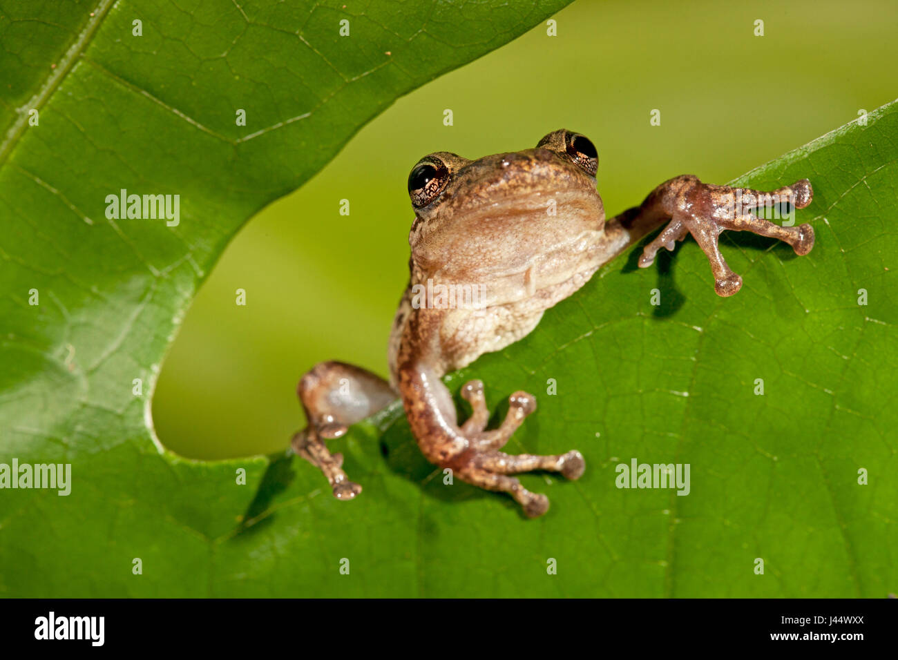 photo of the red snouted tree frog Stock Photo - Alamy