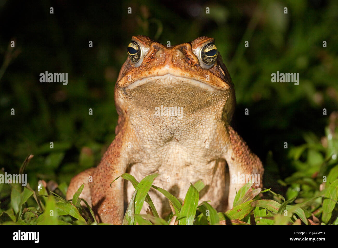Cane toad in grass hi-res stock photography and images - Alamy